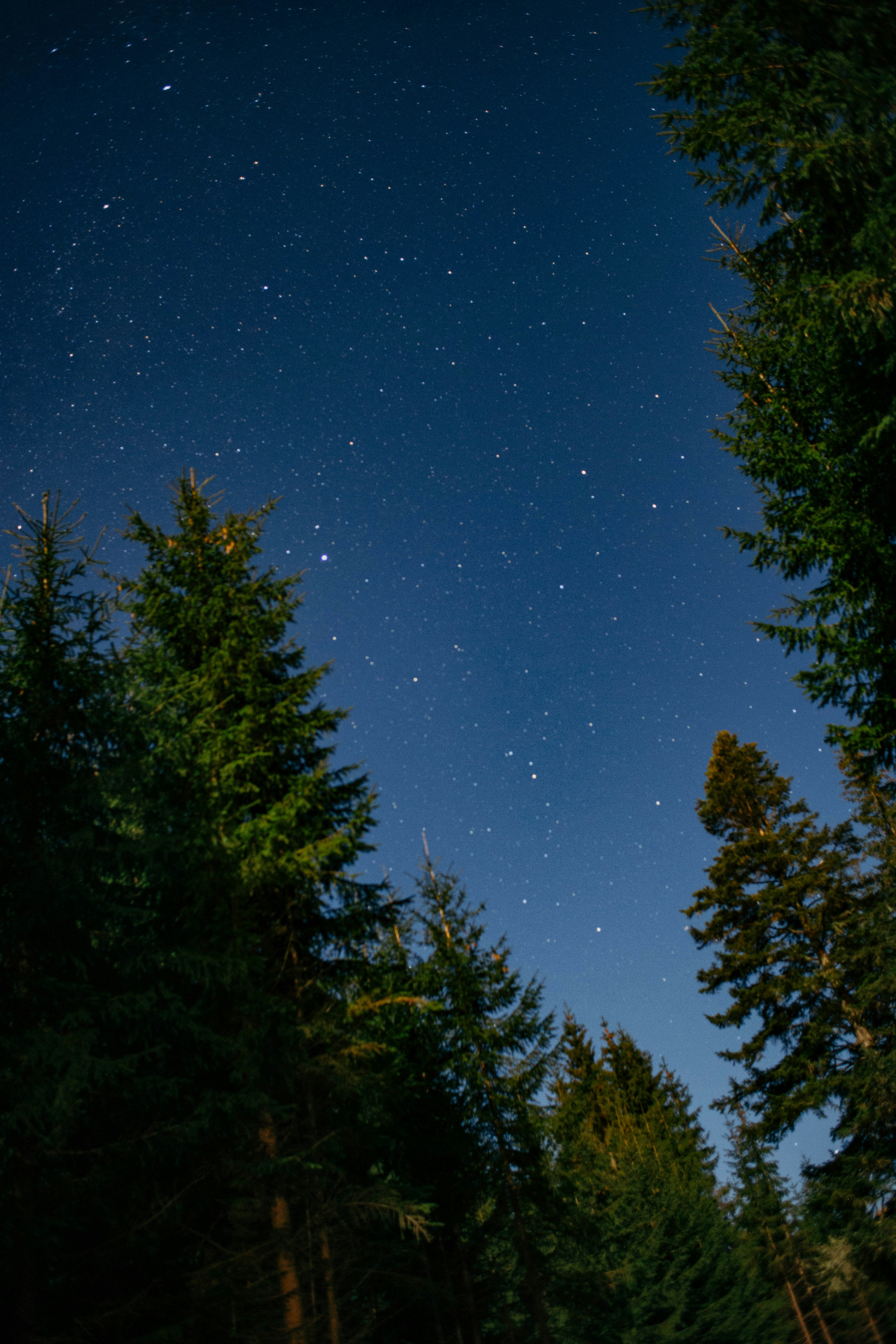 A starry night sky over trees photo – Free Night Image on Unsplash