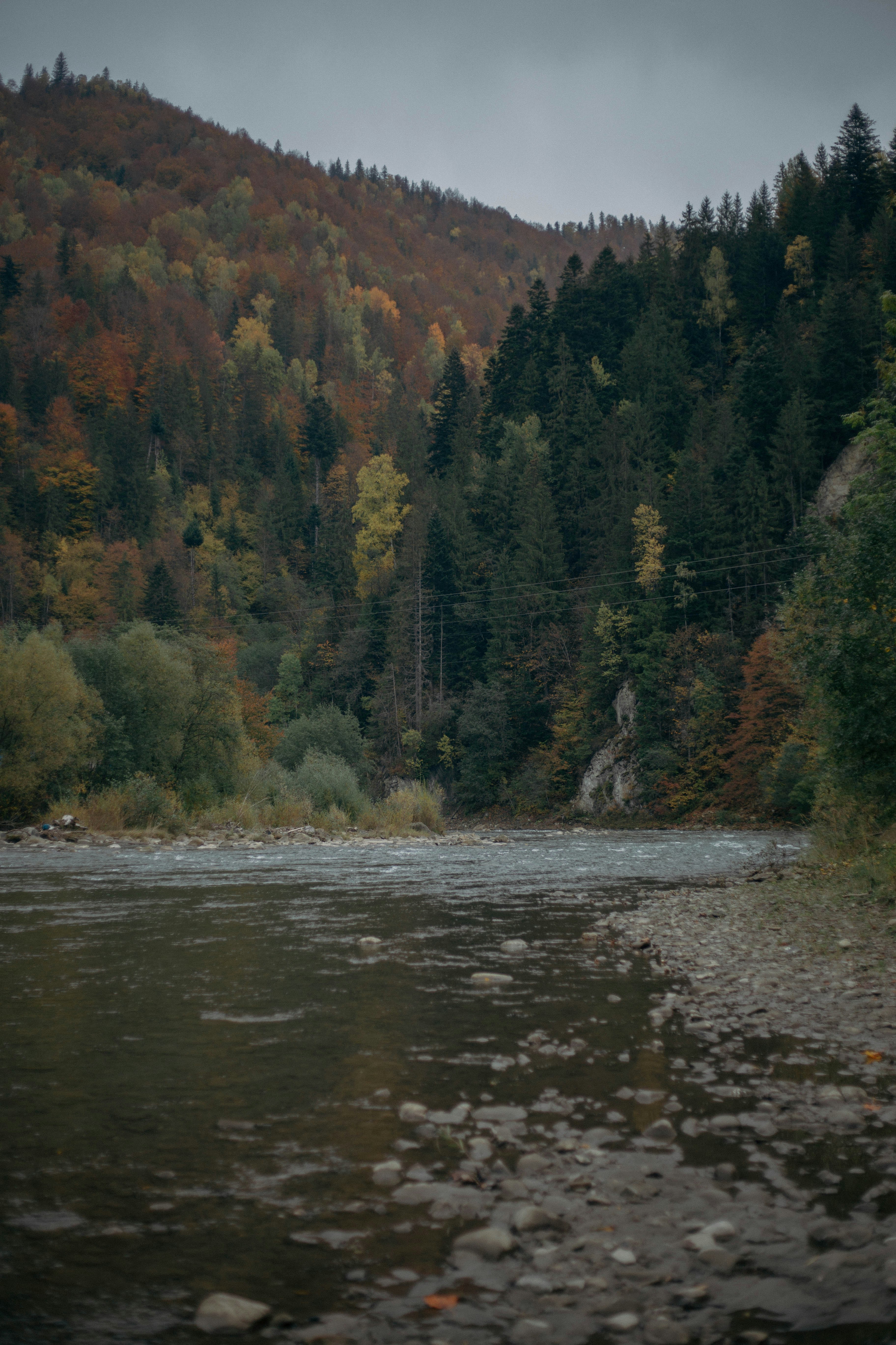 a river running through a forest