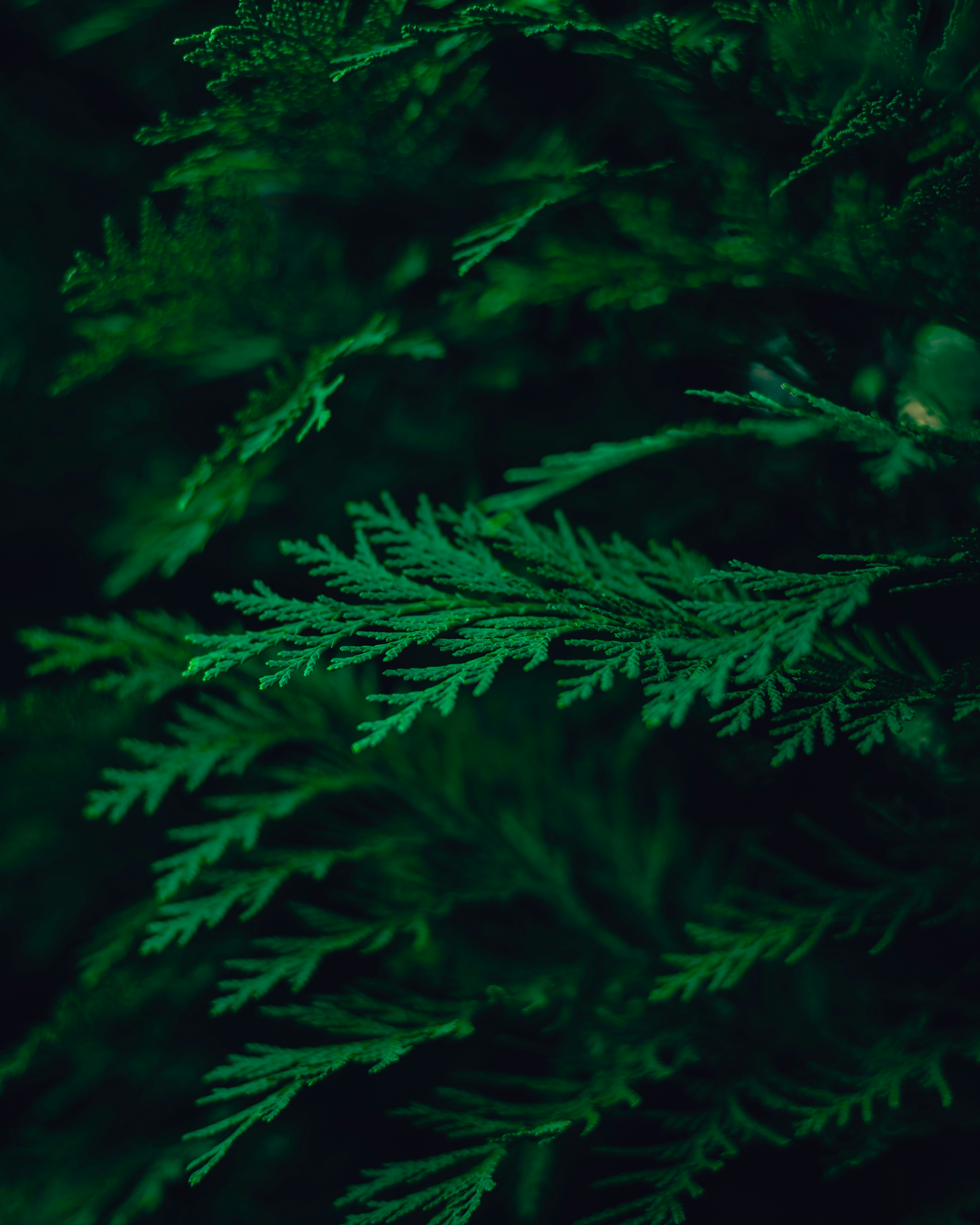 Sapin Texture Photos | Télécharger des images gratuites sur Unsplash