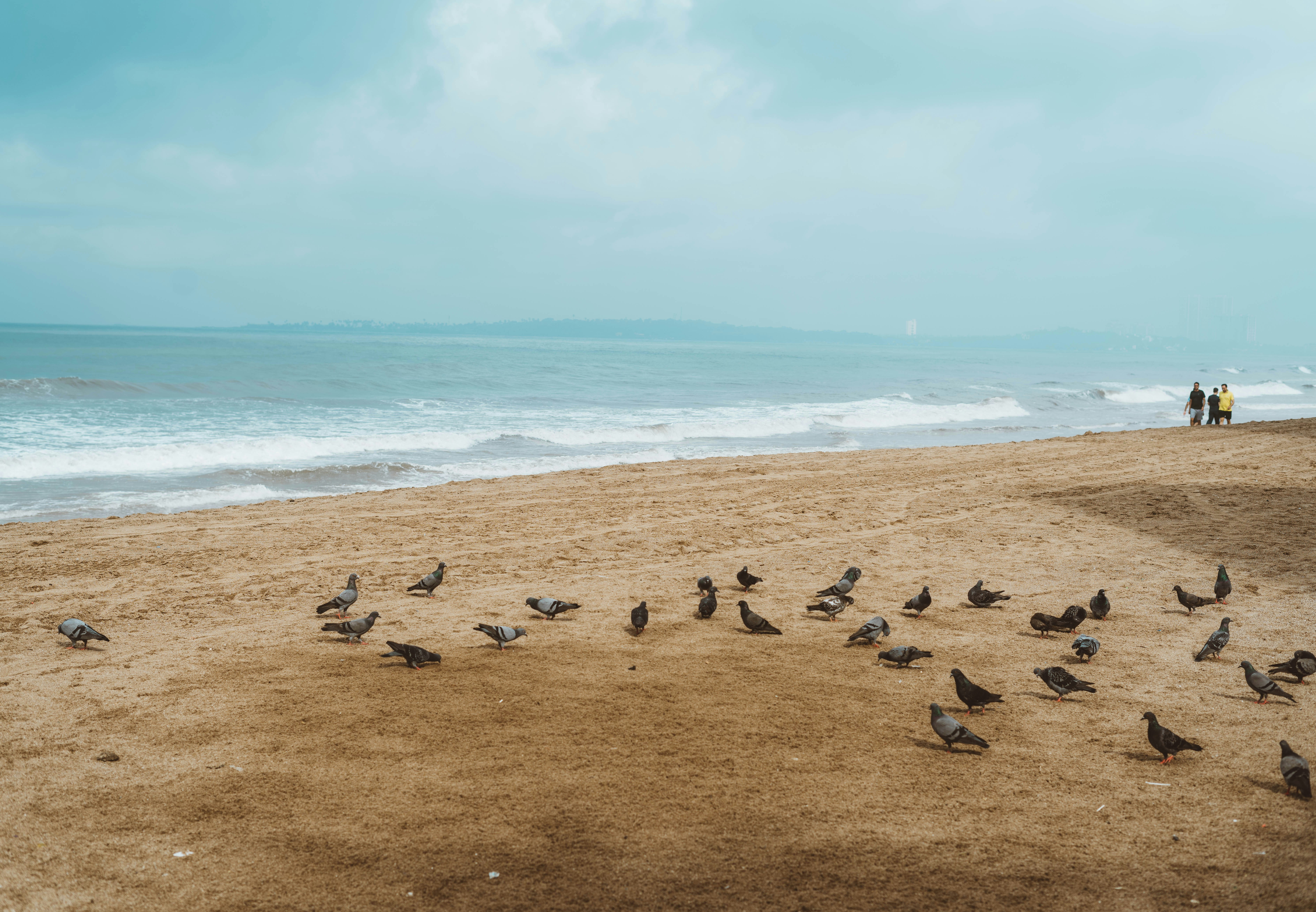 Pigeons congregate on a sandy beach with gentle waves lapping at the shore, while distant figures stroll along the water's edge.