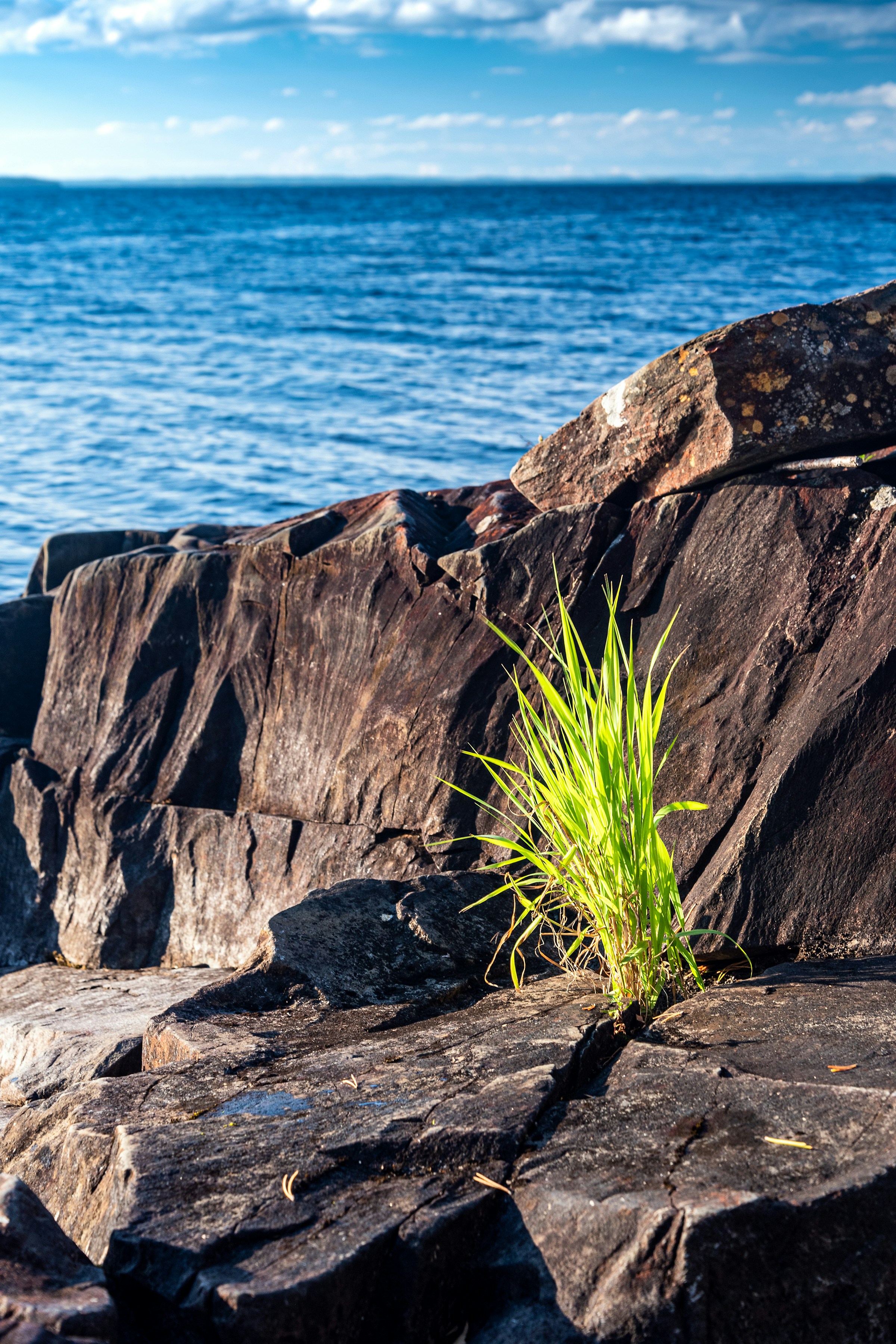 a plant growing out of rocks by the water