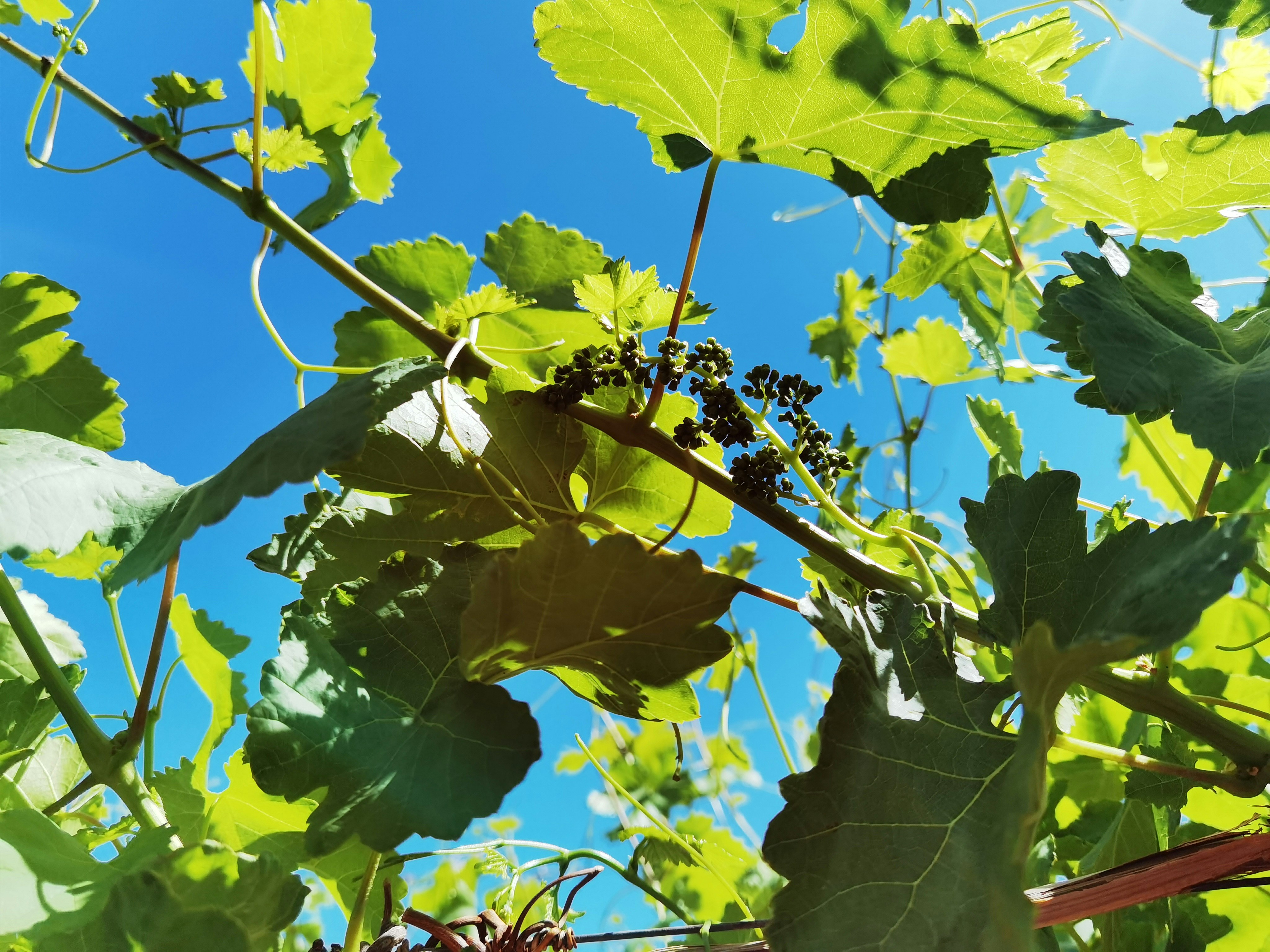 Close-up view of grapevines with lush green leaves against a bright blue sky, showcasing the intricate details of nature's growth.