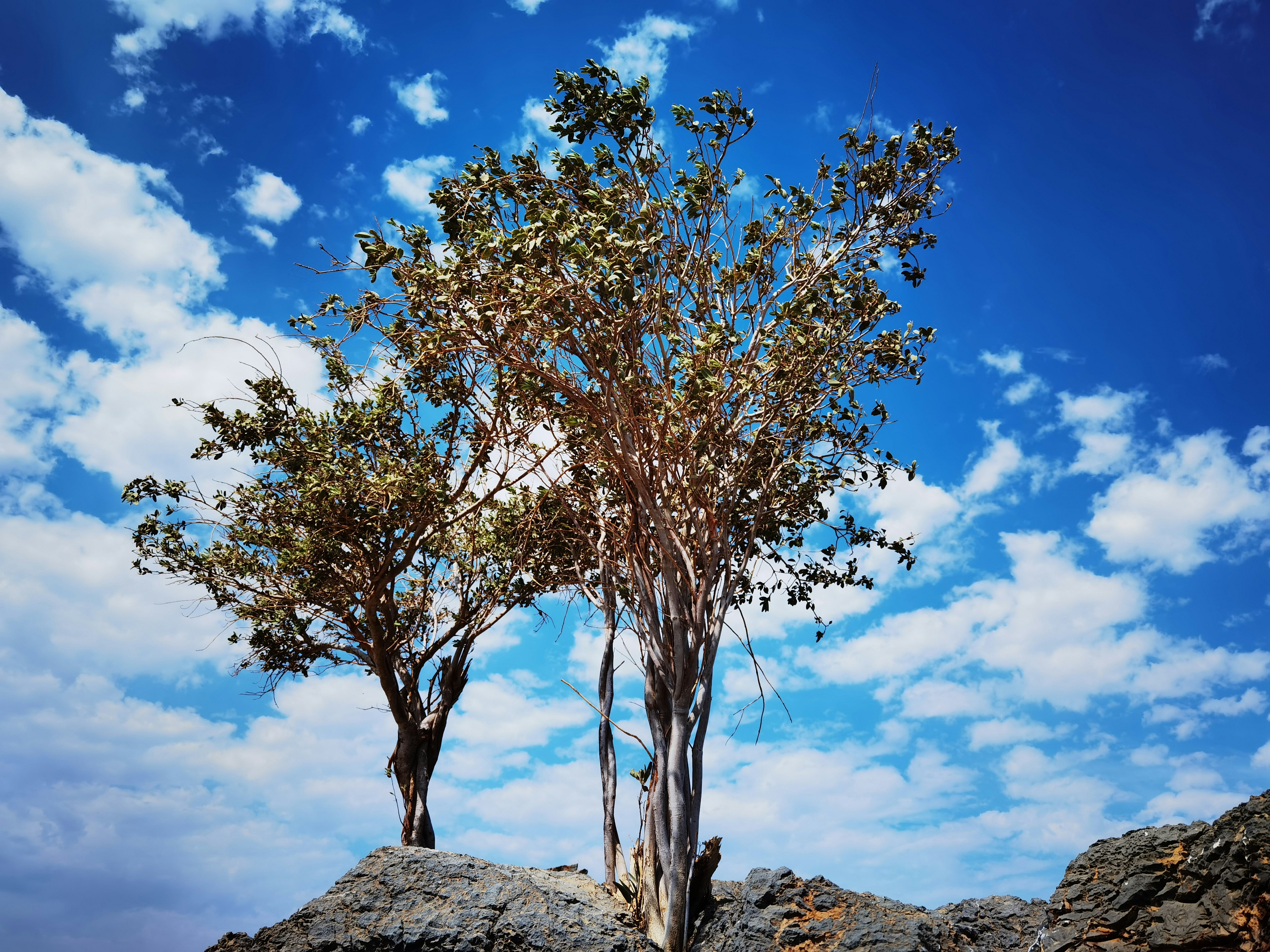 Twin Arboreal Sentinels Rising from a Weathered Granite
