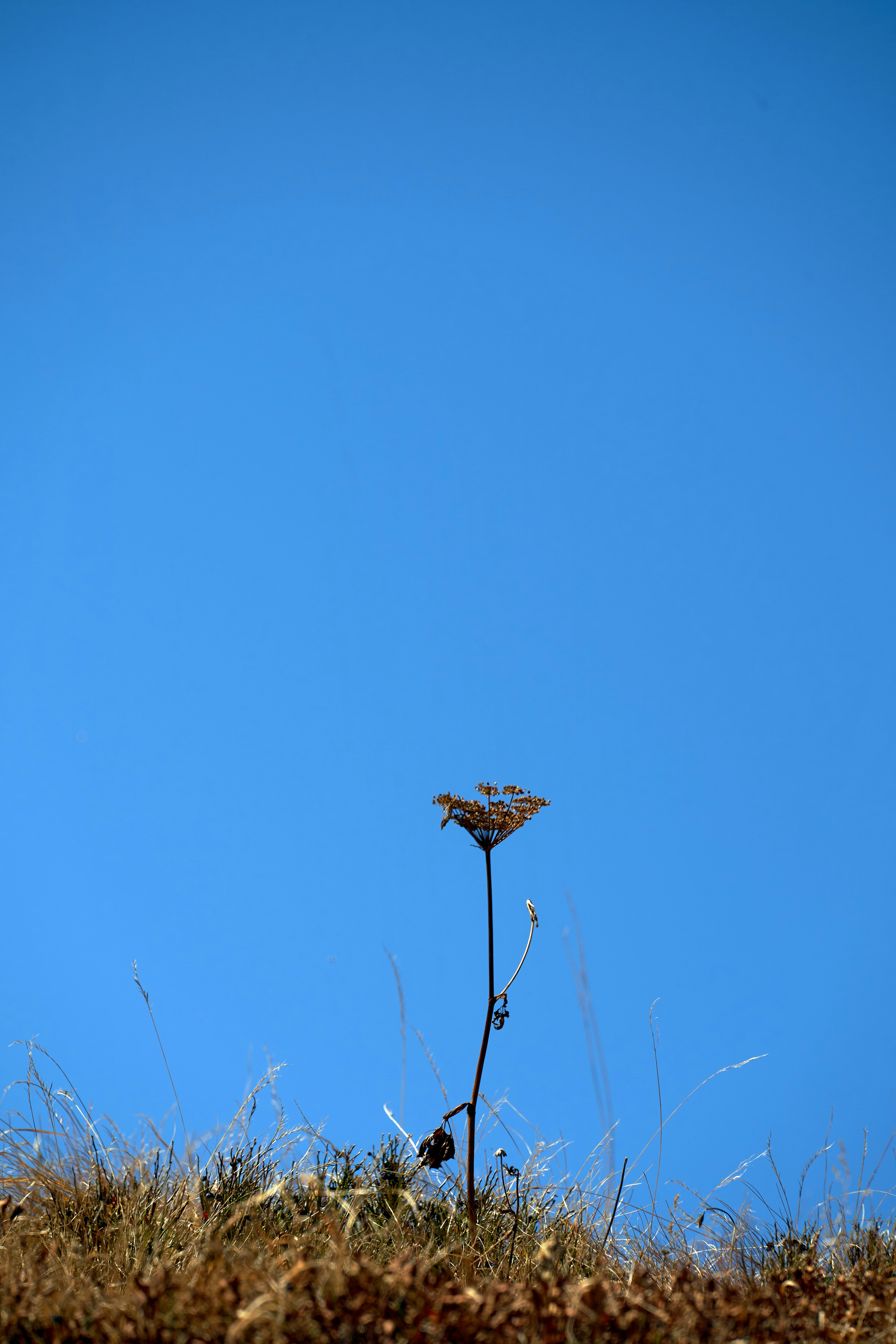 Lone Seedhead Reaching Toward a Cerulean Sky