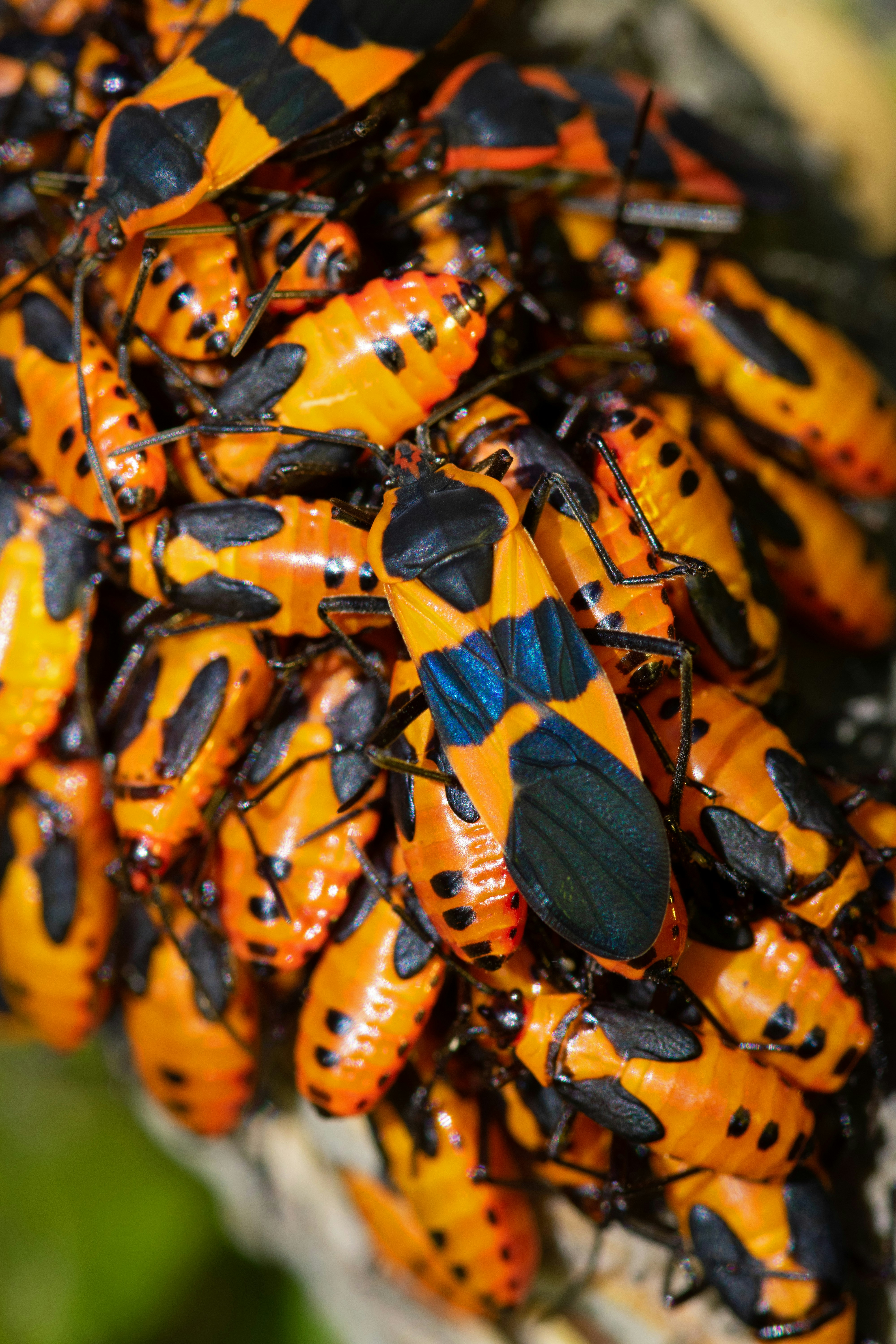 a group of black and yellow bees