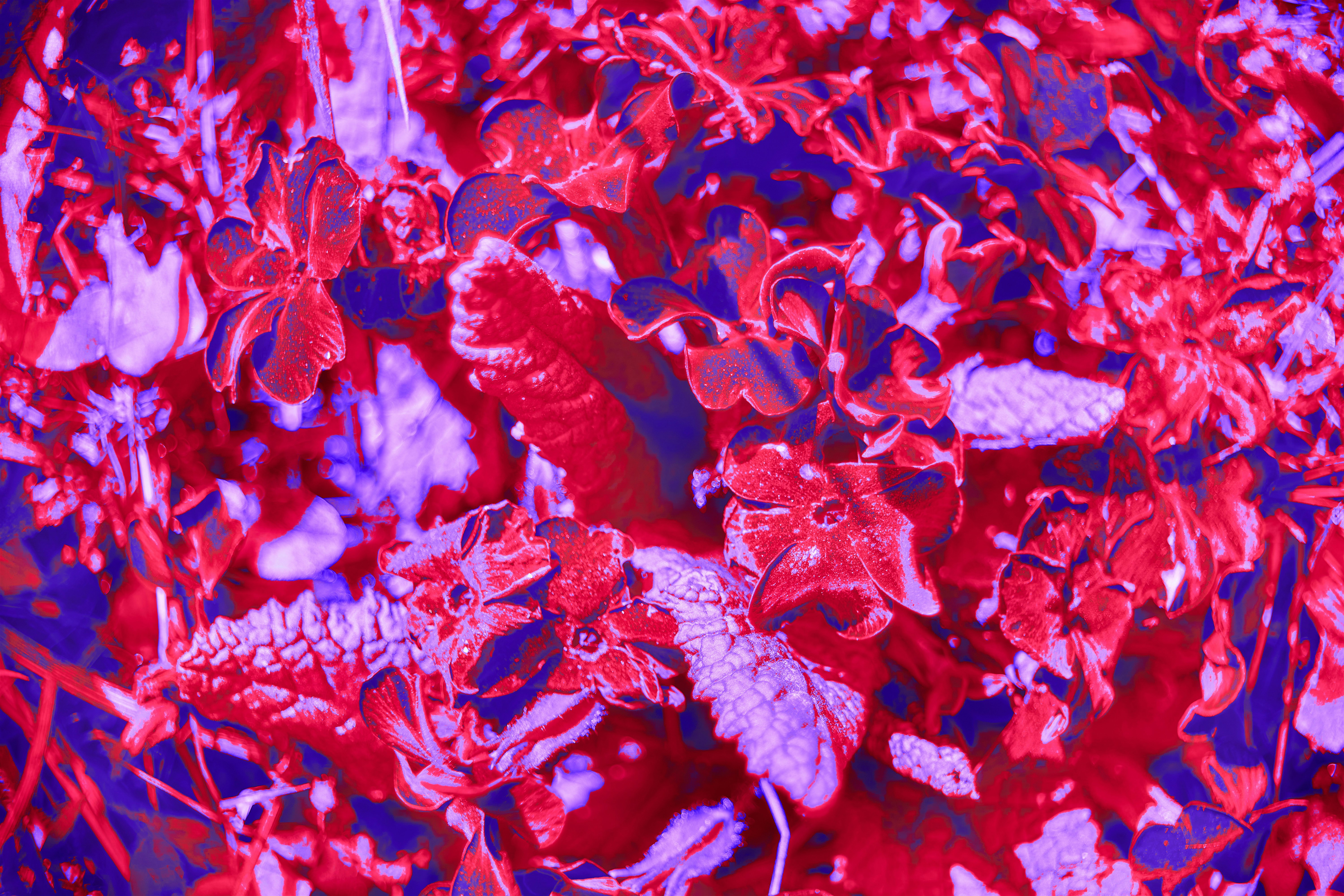 Un tas de fleurs rouges et bleues photo – Image gratuite de Planter sur ...