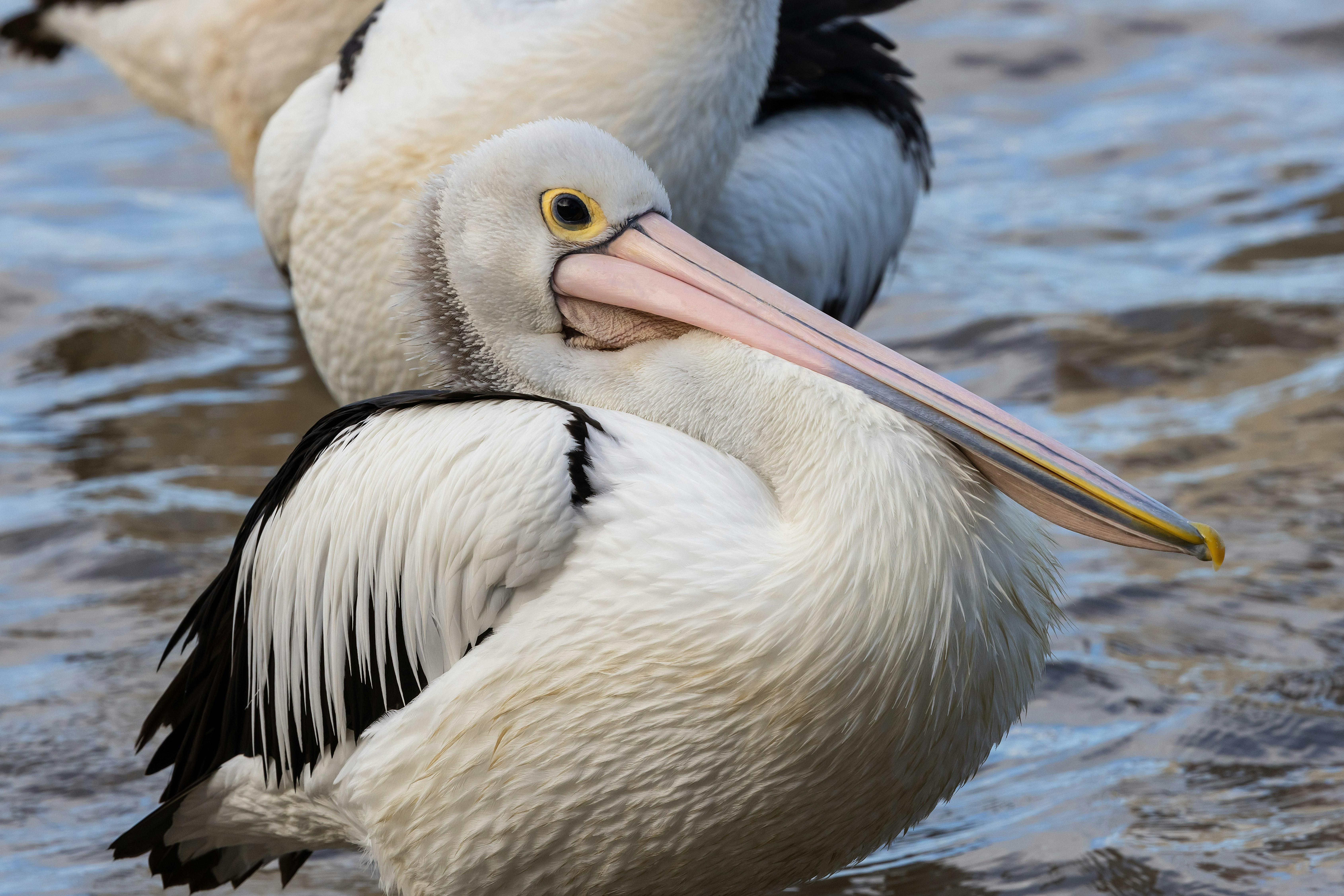 An Australasian Pelican on the mud flats of the Cairns Esplanade in Australia.