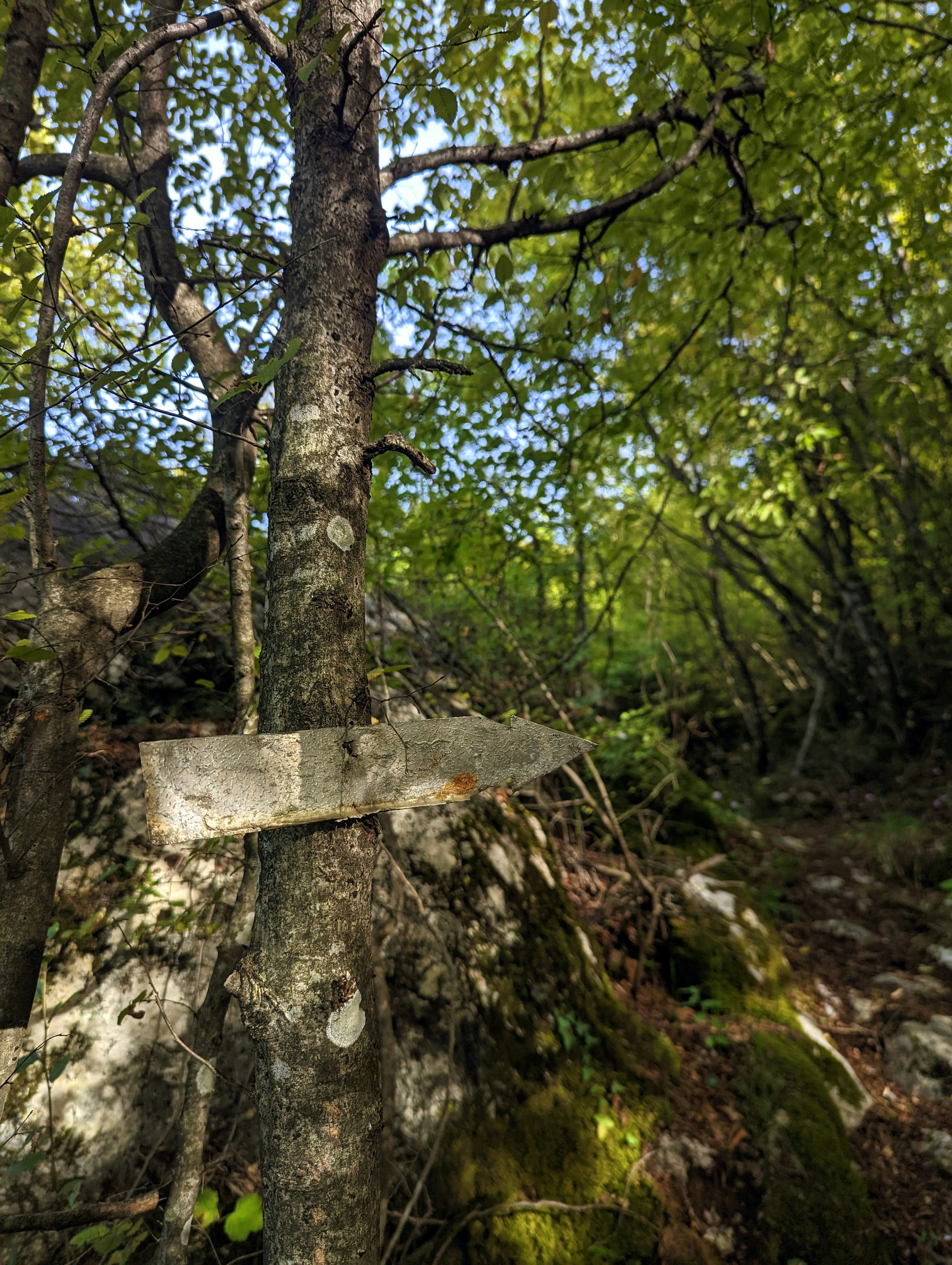 A tree trunk with a log in the middle of it photo – Free Viewpoint ...