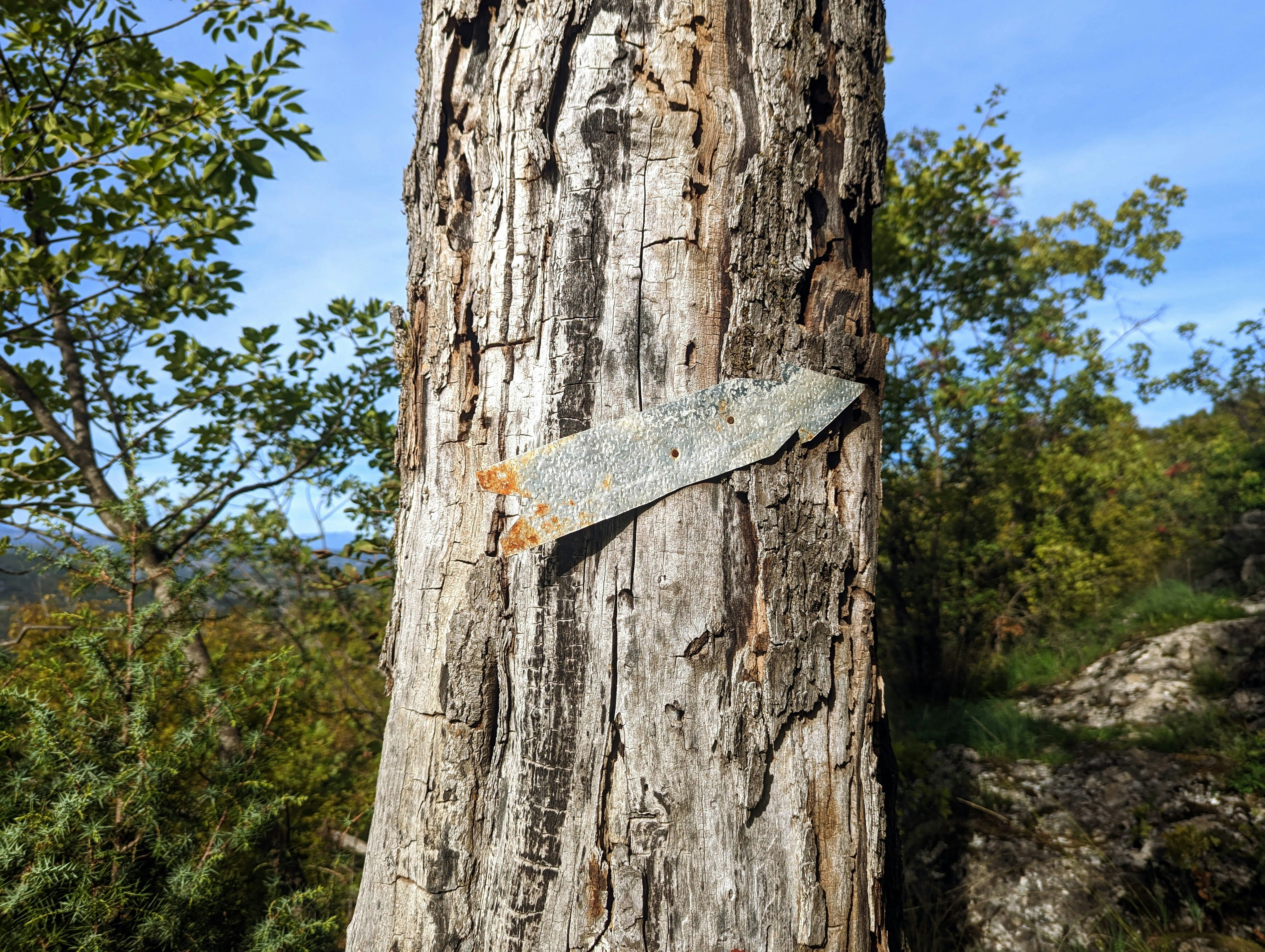 Un tronc d’arbre avec un panneau dessus photo – Photo Point de vue ...