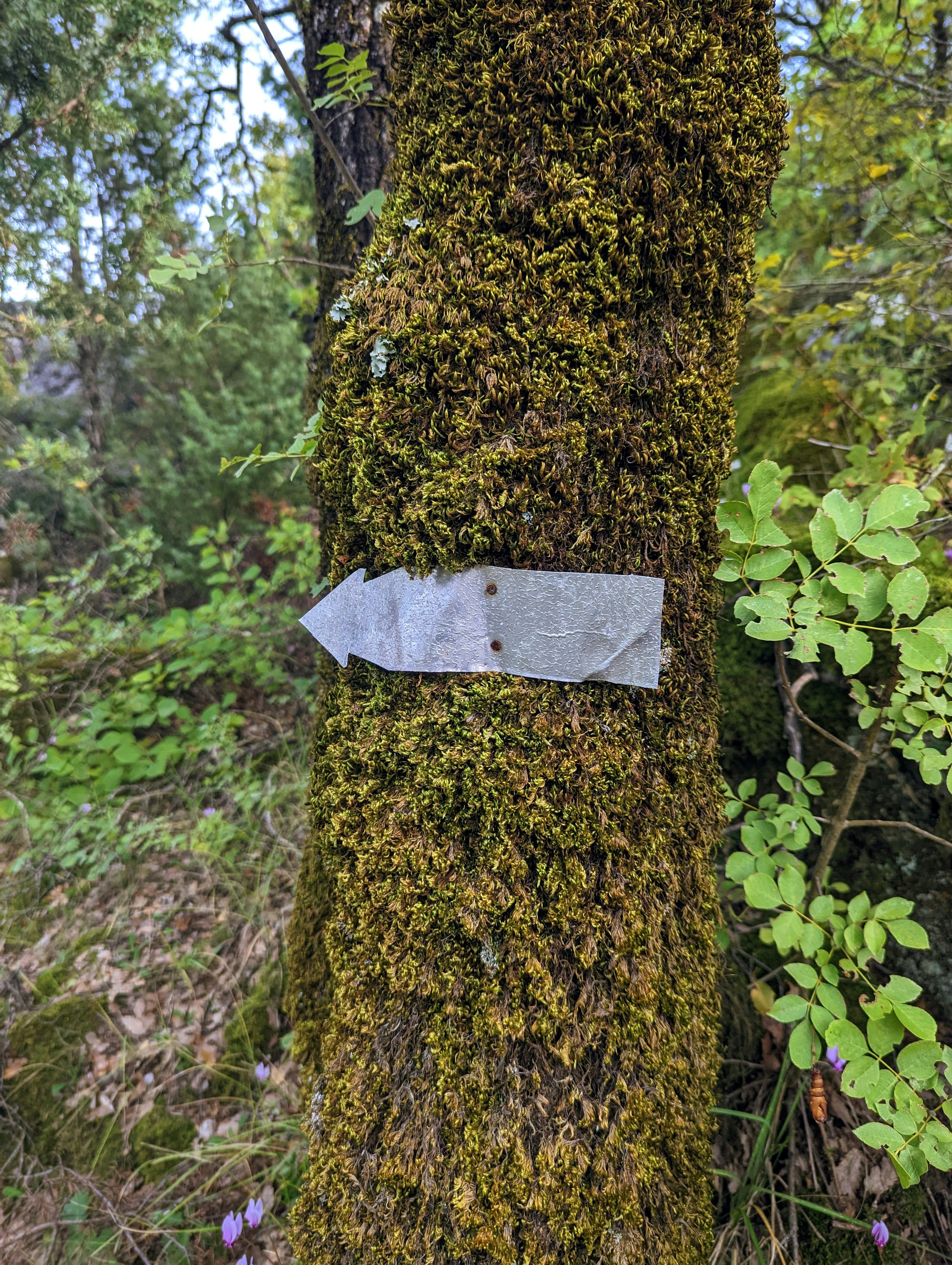 a tree trunk with a cross on it