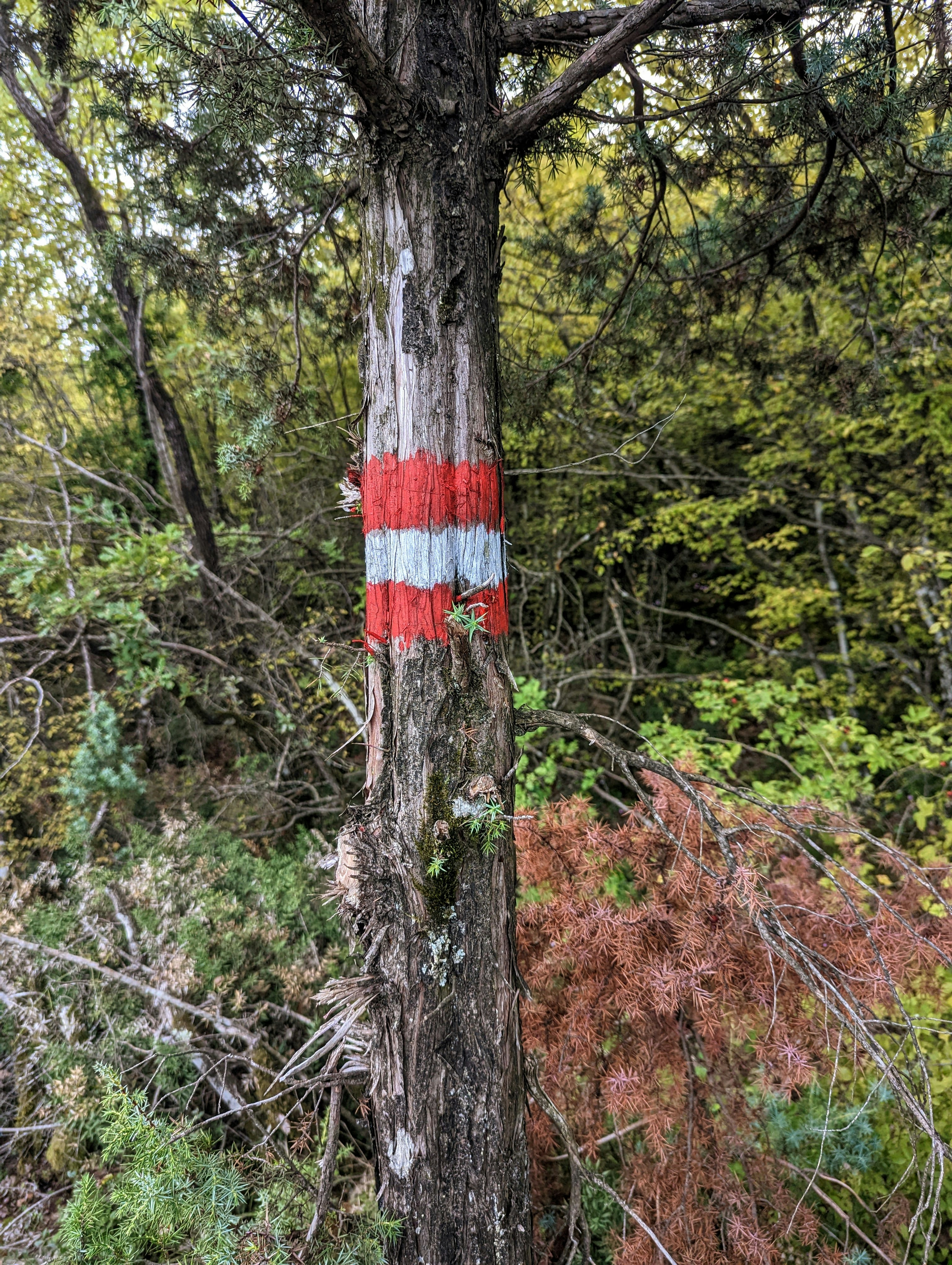 a tree with a sign on it