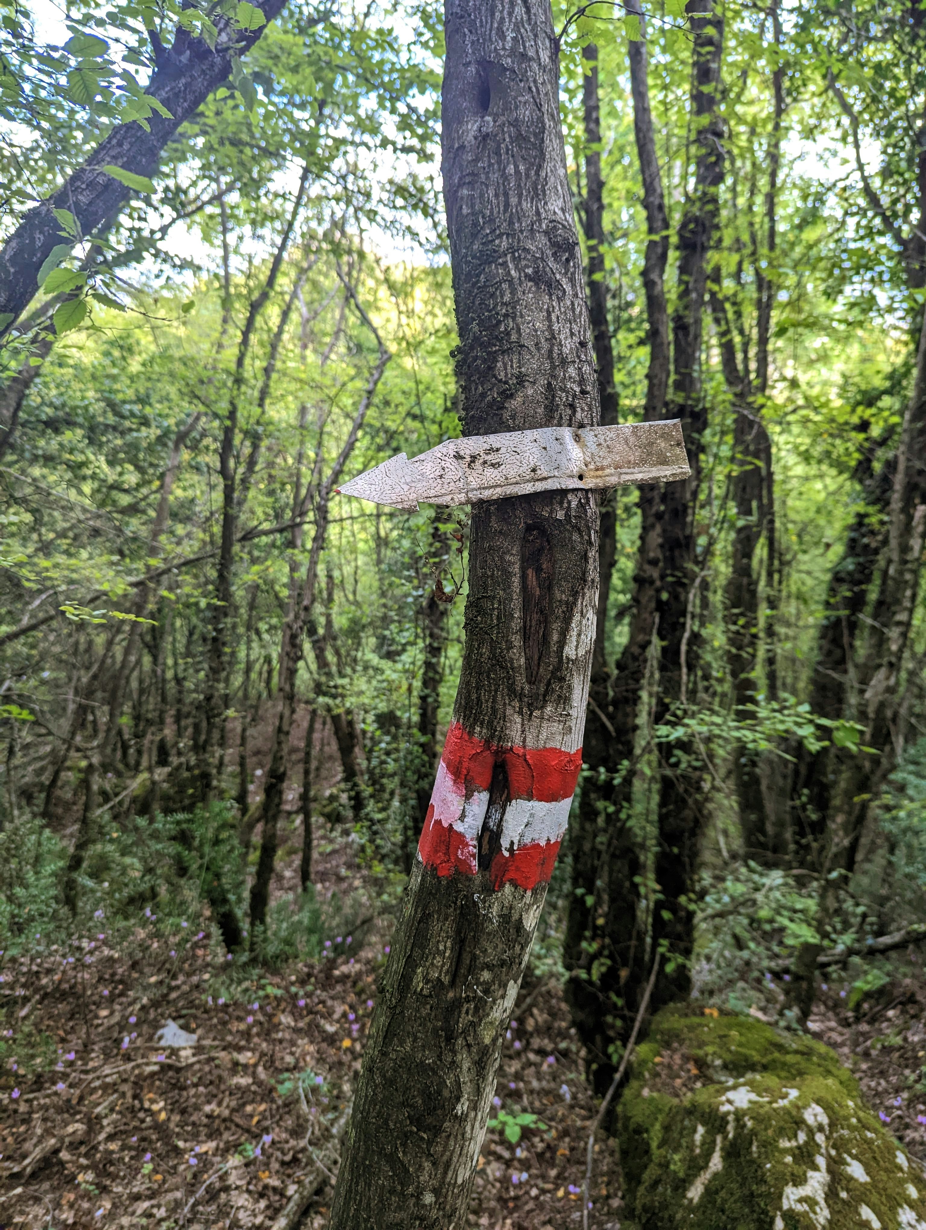 A tree with a sign on it photo – Free Viewpoint zaboj Image on Unsplash