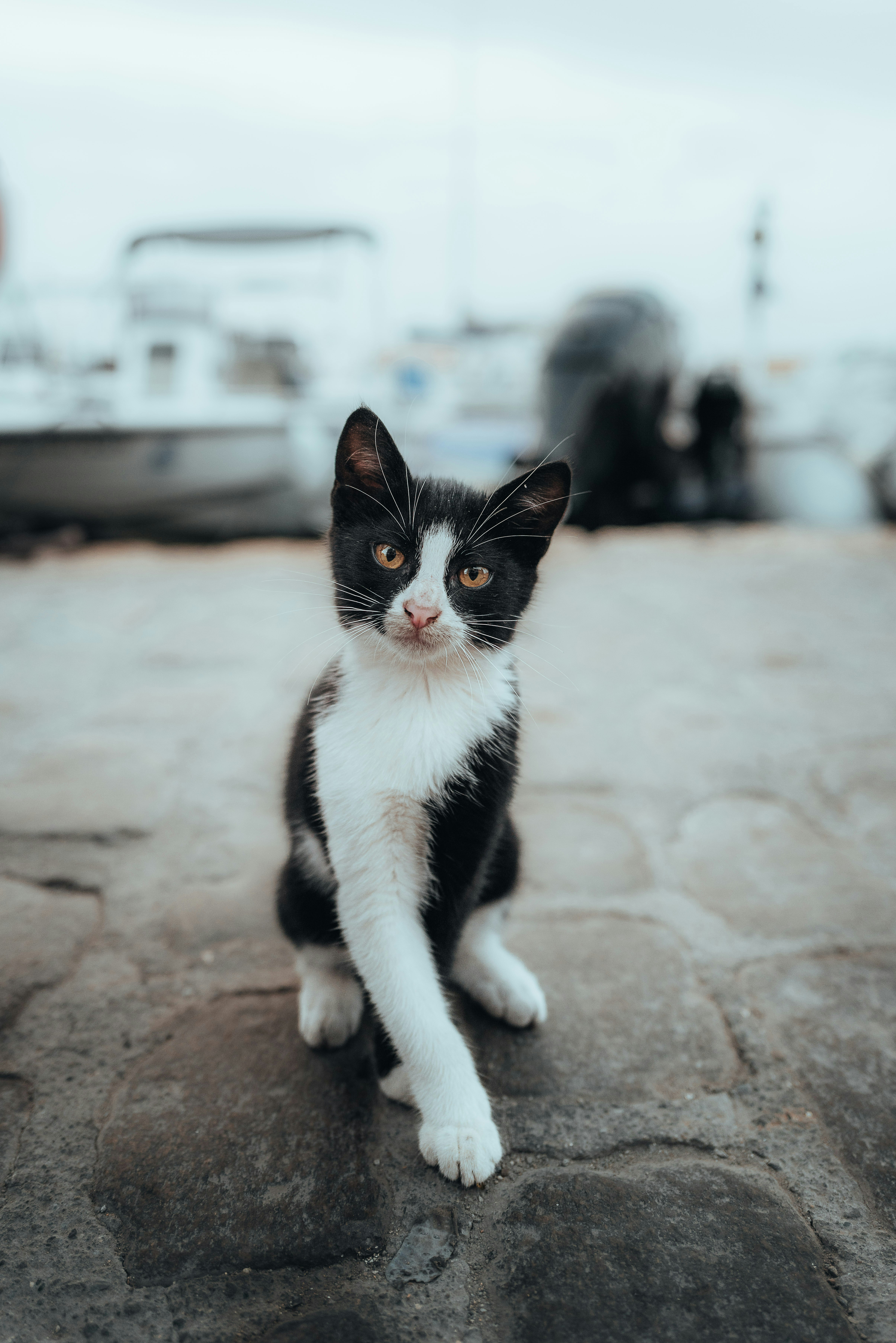 Curious Kitten at the Marina Promenade