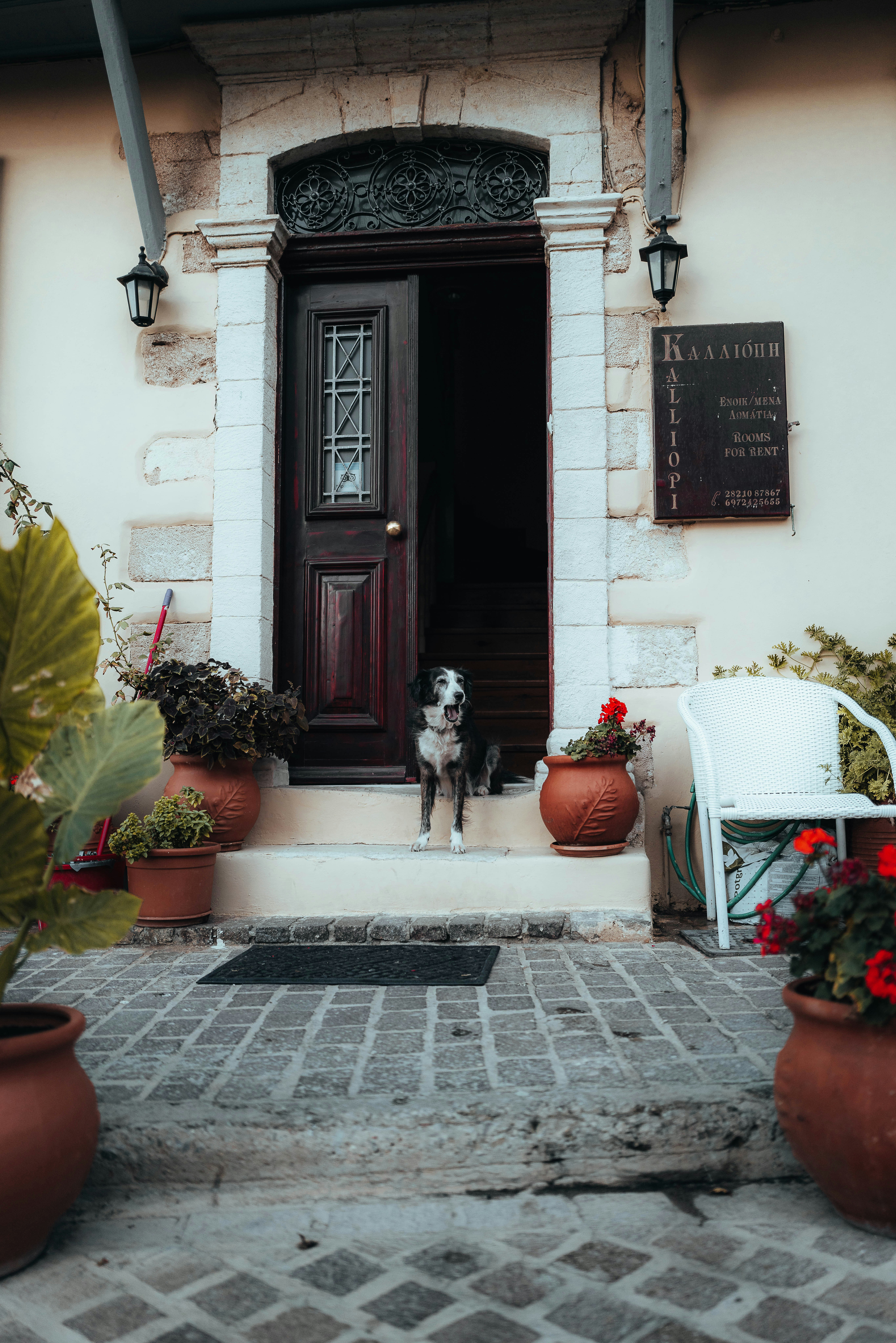 Un perro sentado en un patio foto – Imagen de Perro gratuita en Unsplash
