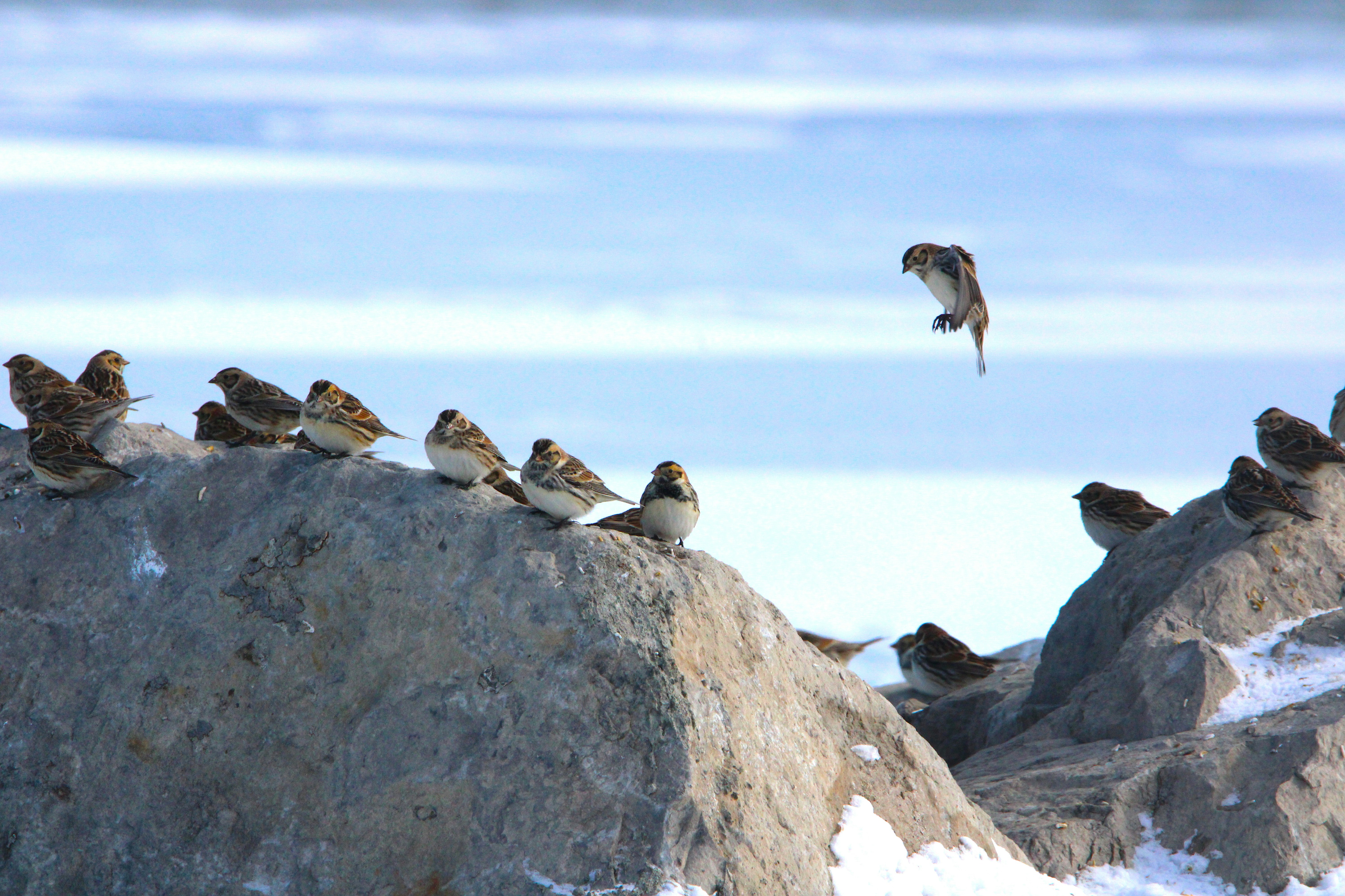 Midday Gull Parade on Icy Boulders