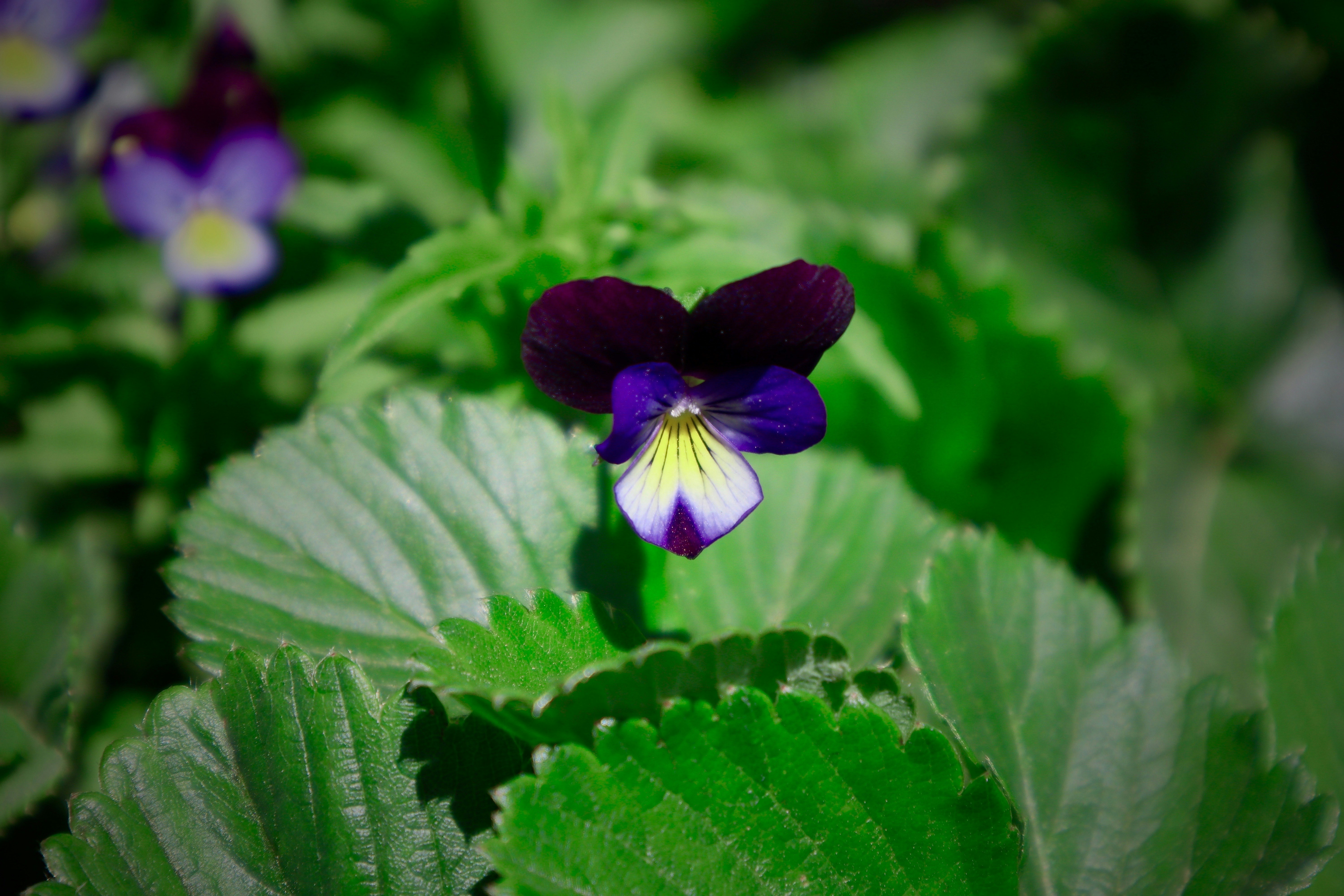 Une fleur violette sur une plante photo – Photo Afrique du Sud Gratuite ...