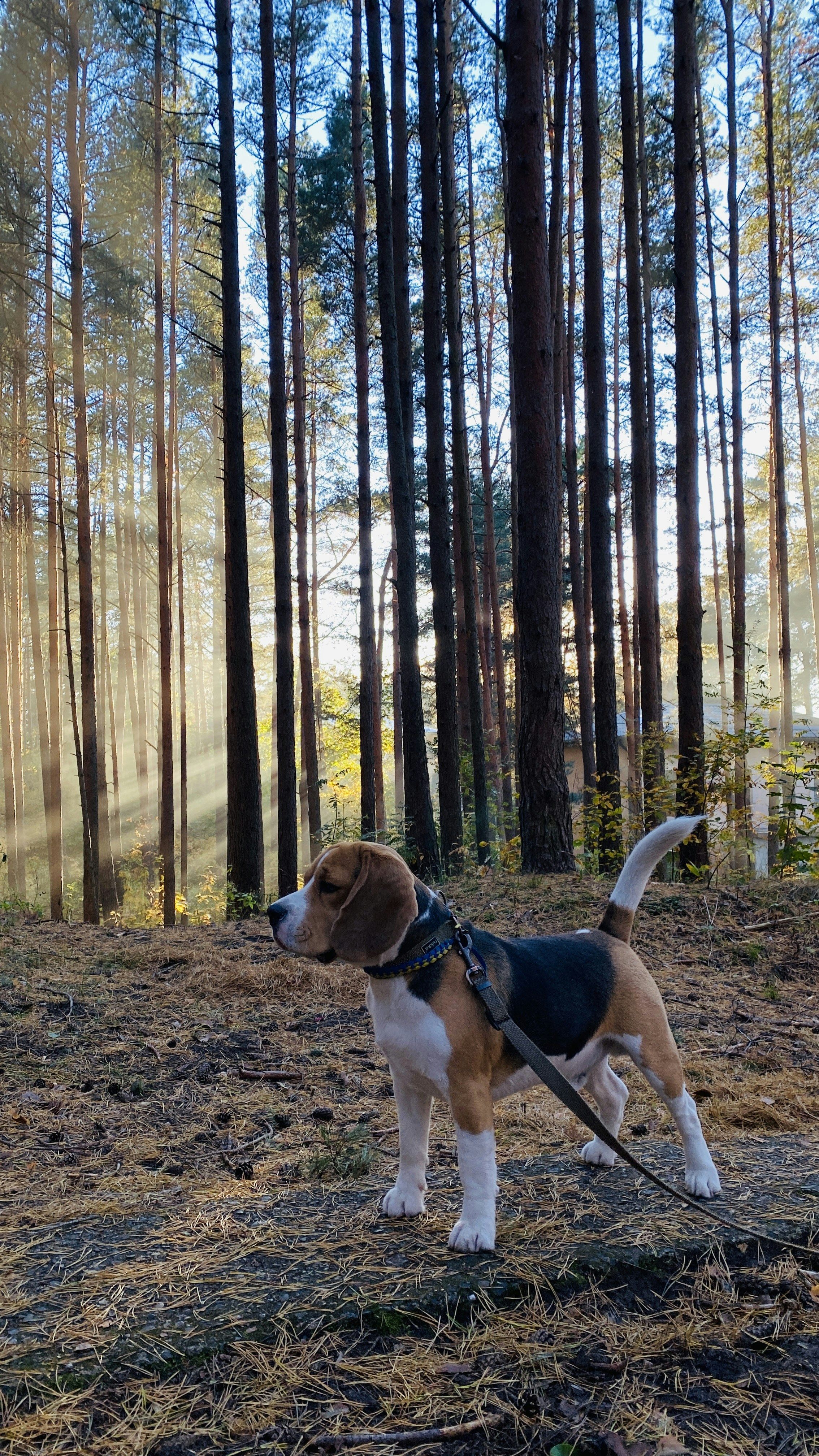 Beagle stands alert in a sun-drenched forest, surrounded by towering trees and rays of light filtering through the foliage.
