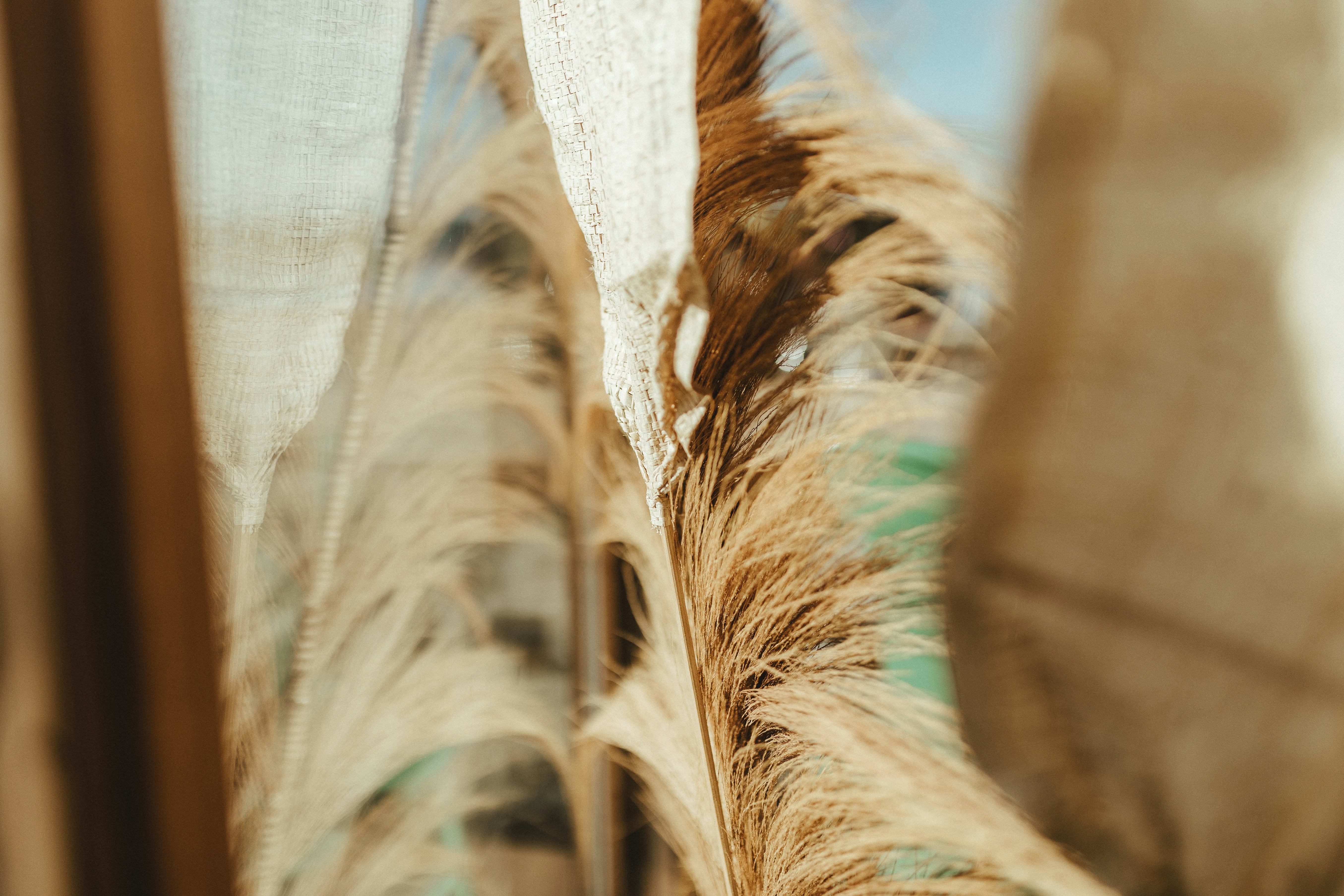 Close-up of delicate dried grass against a softly blurred background, showcasing natural textures and earthy tones.