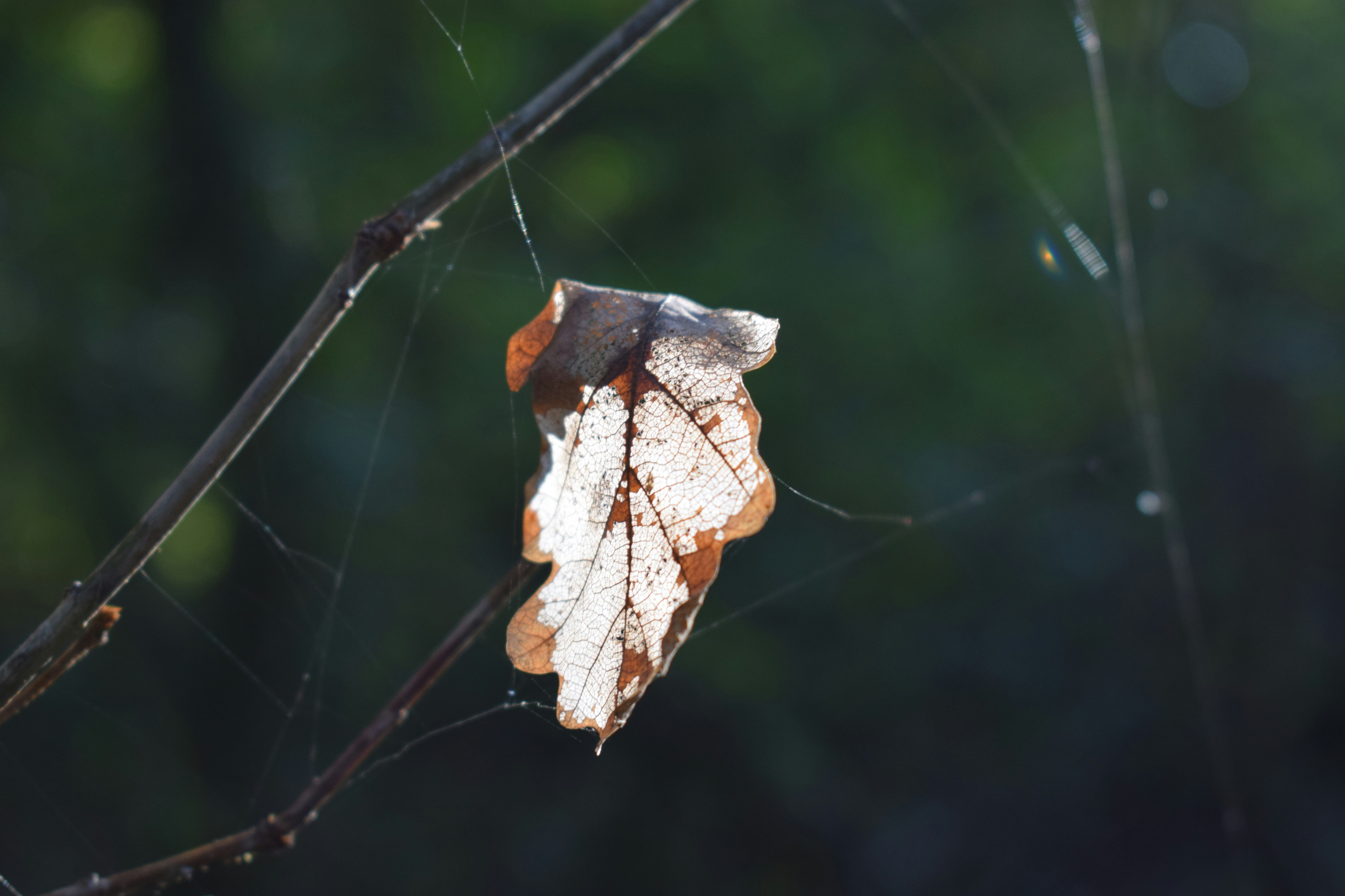 Leaf Adrift on Spider Silk in Dappled Forest Light