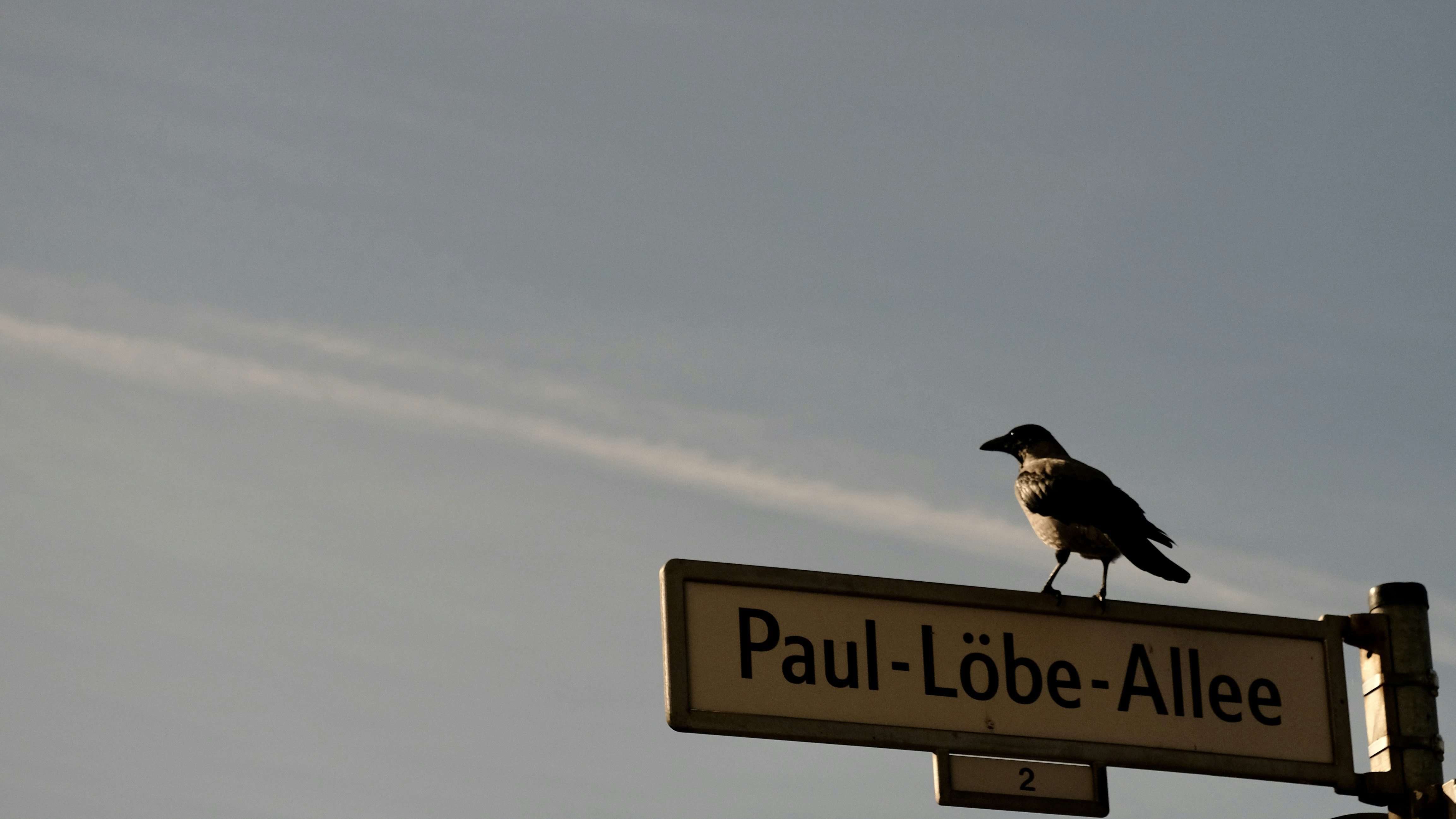A bird on a sign photo – Free Berlin Image on Unsplash
