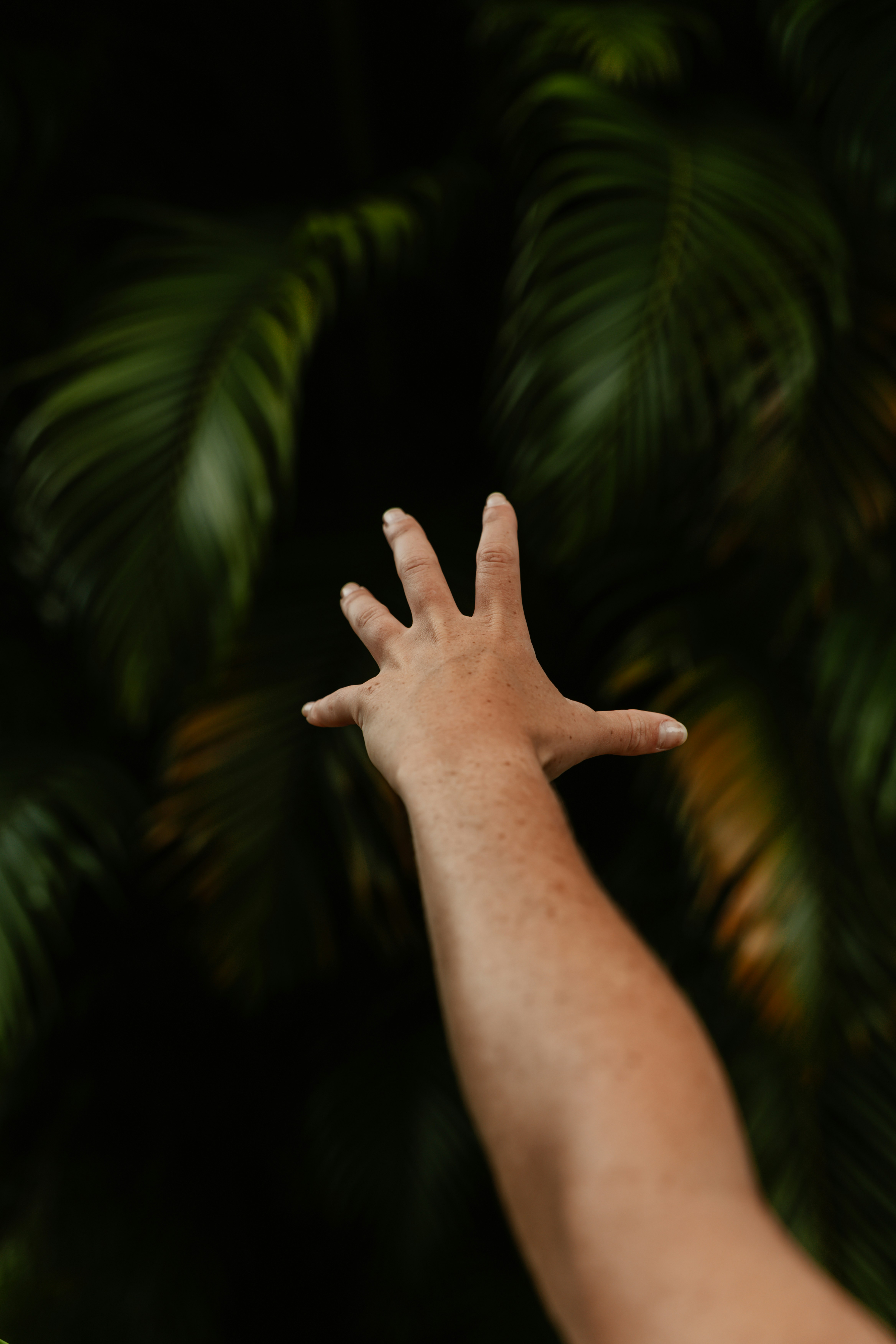 girl reaching into moody palm trees | a hand with a palm tree in the background