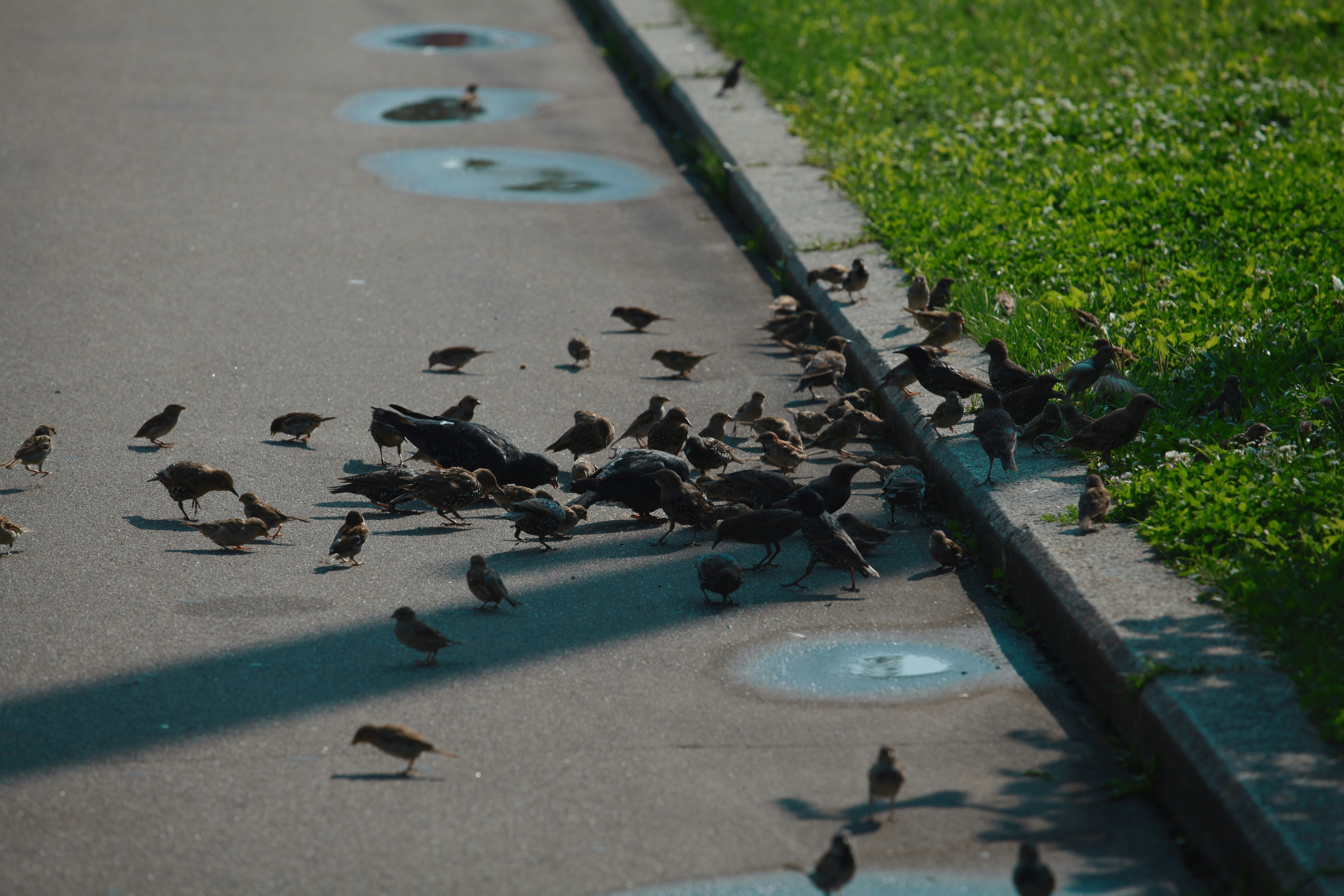 Midday Parley: A Flock of Weary Birds Pausing on a Pavement