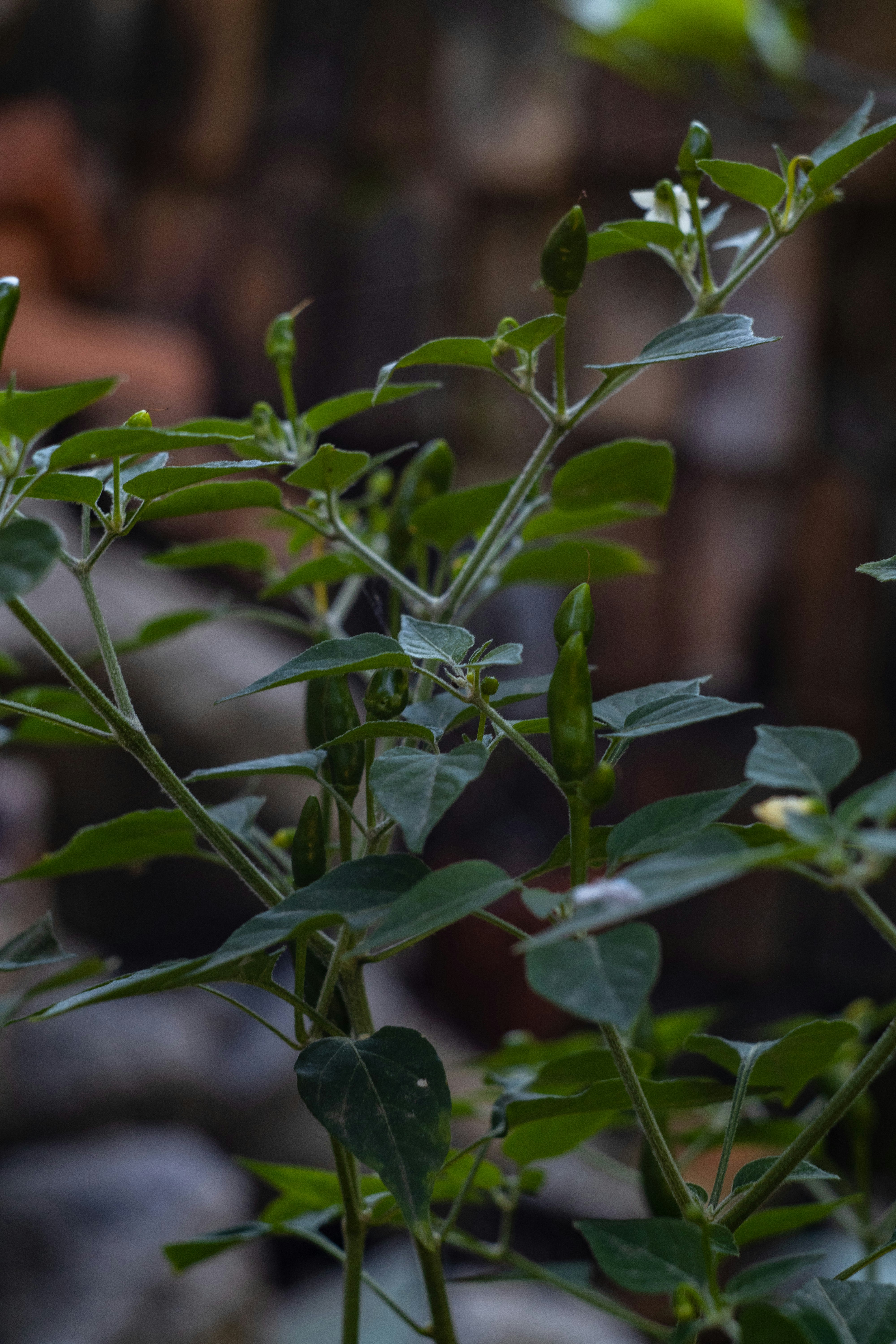 Sample photo from Canon EOS M200