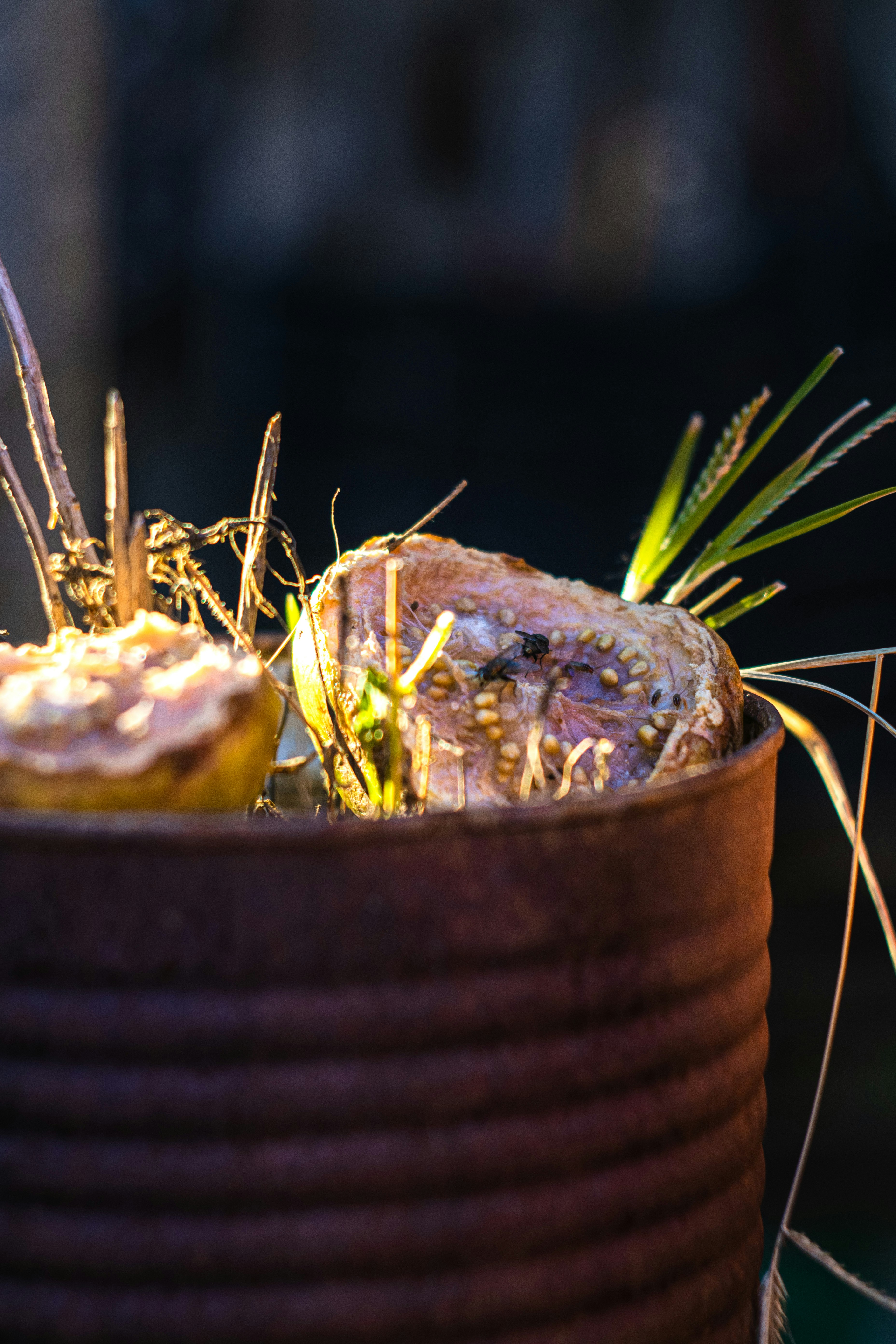 Sunlit Mossy Canister: A Close-Up of Decay and Life