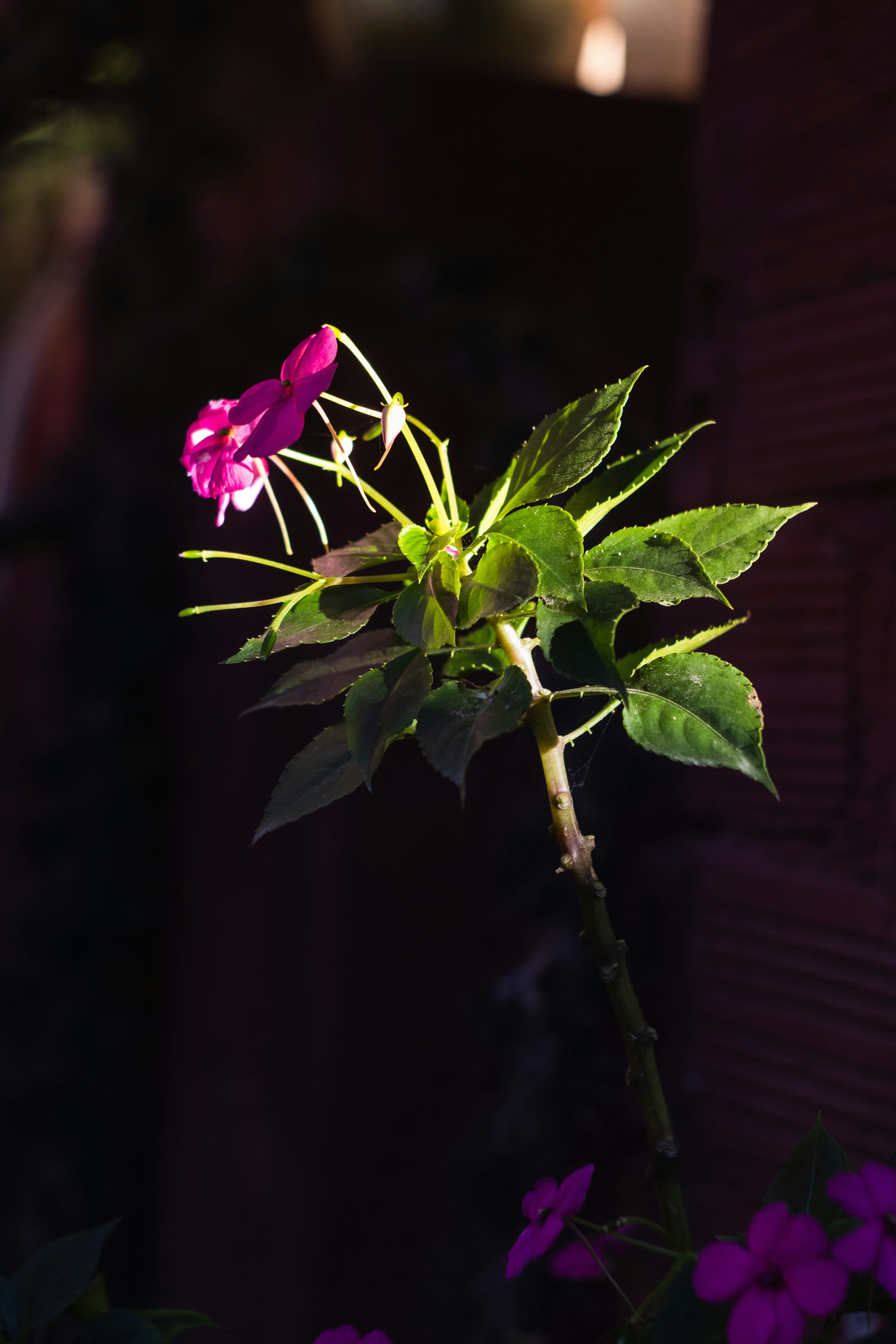 Sunlit Pink Blossom Piercing the Shadowed Wall
