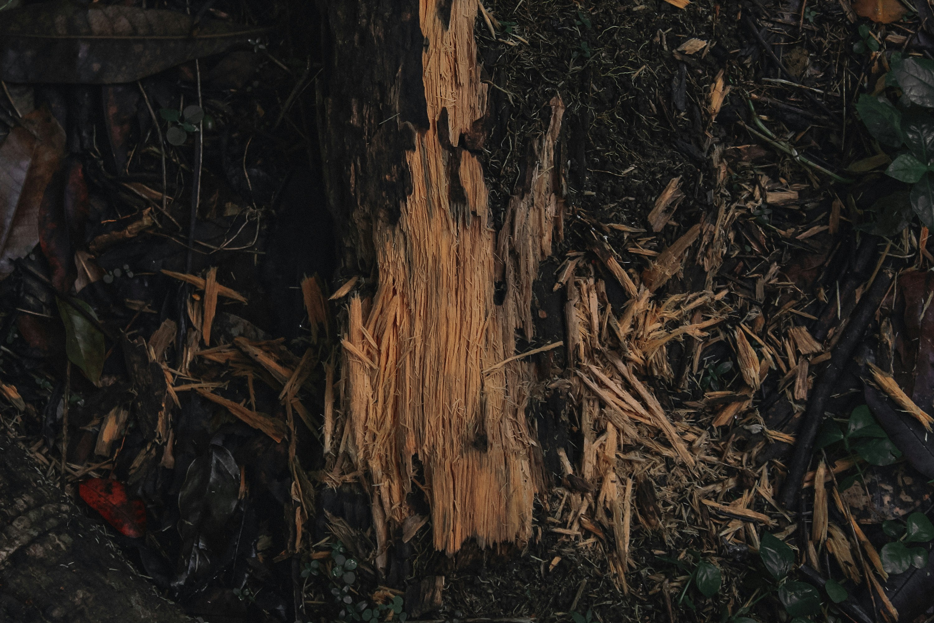 Centerpiece of Decay: Frayed Bark at the Forest Floor