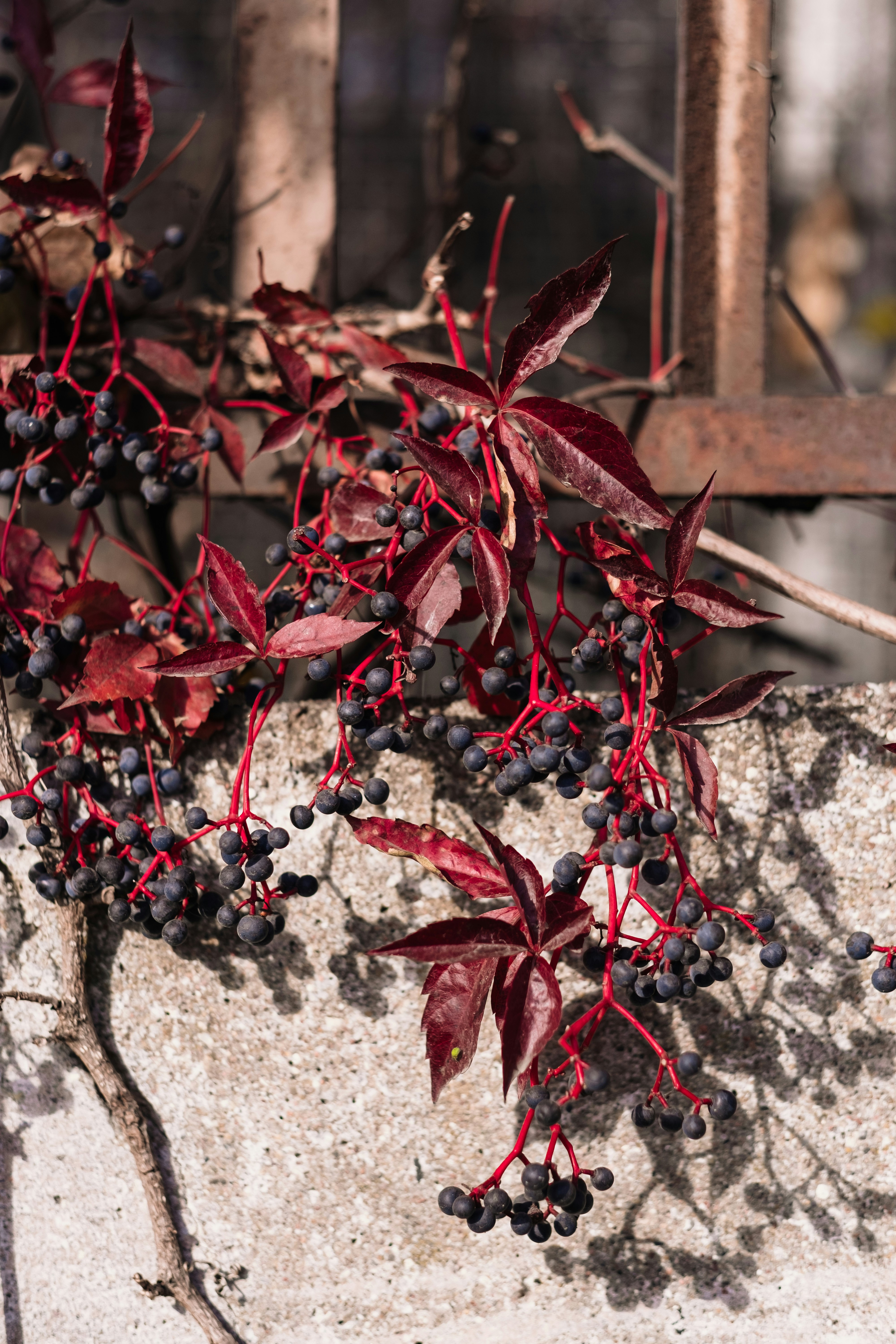 Vivid Red Berries Clinging to a Crumbling Fence
