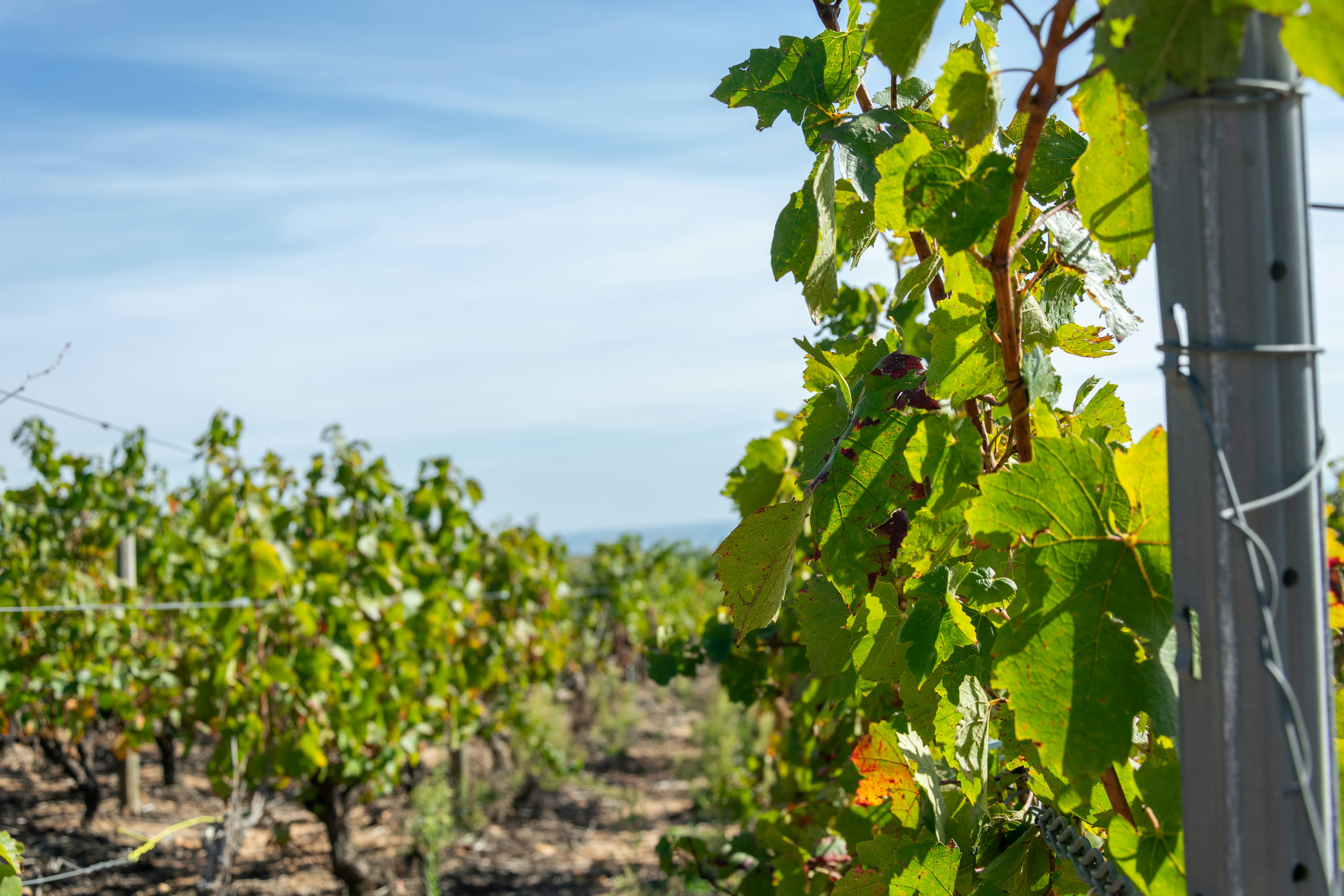 Lush green grapevines stretch across a sunlit vineyard, framed by a clear blue sky. The scene captures the essence of agricultural tranquility.