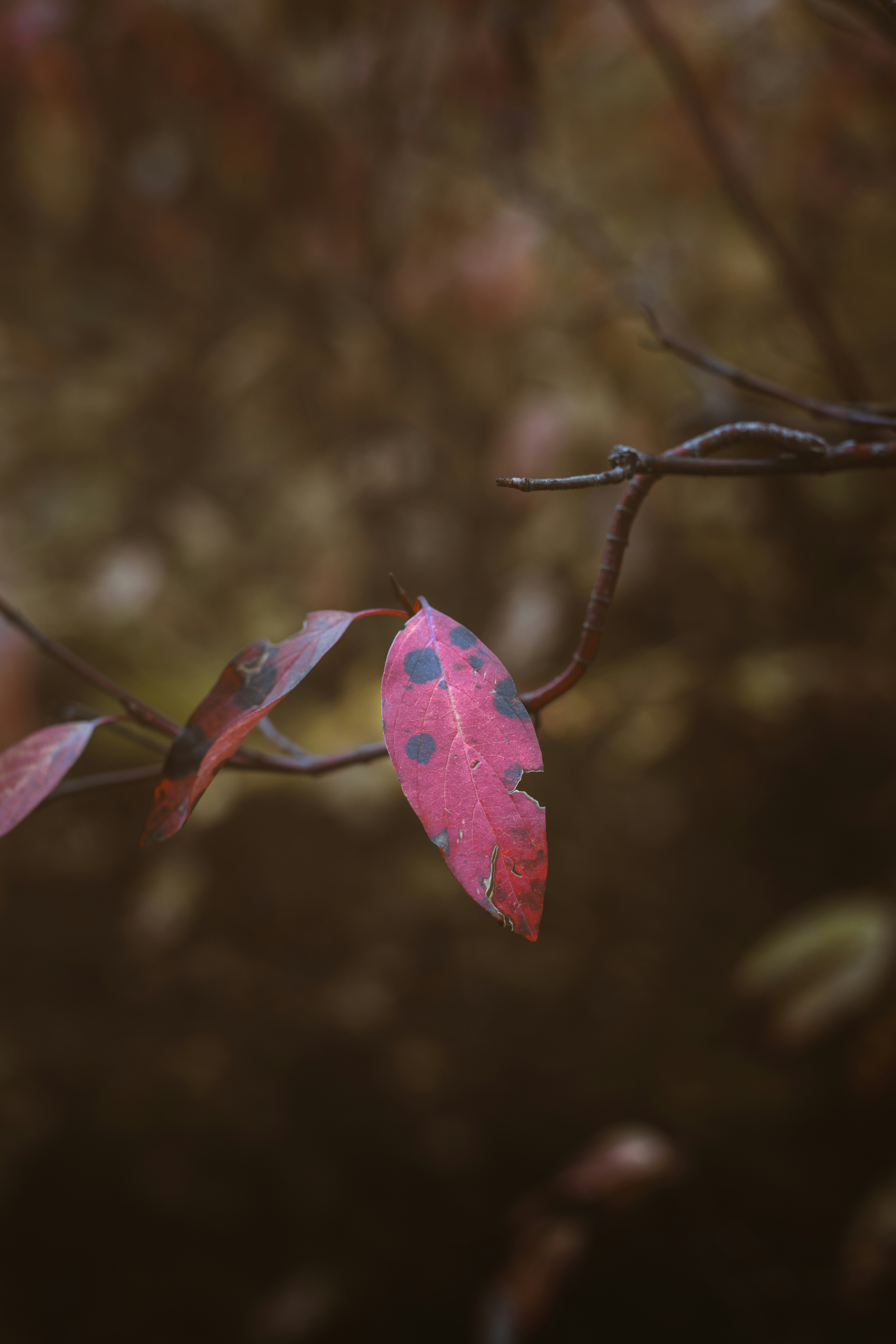 Photo by Steven Cordes with Nikon D850