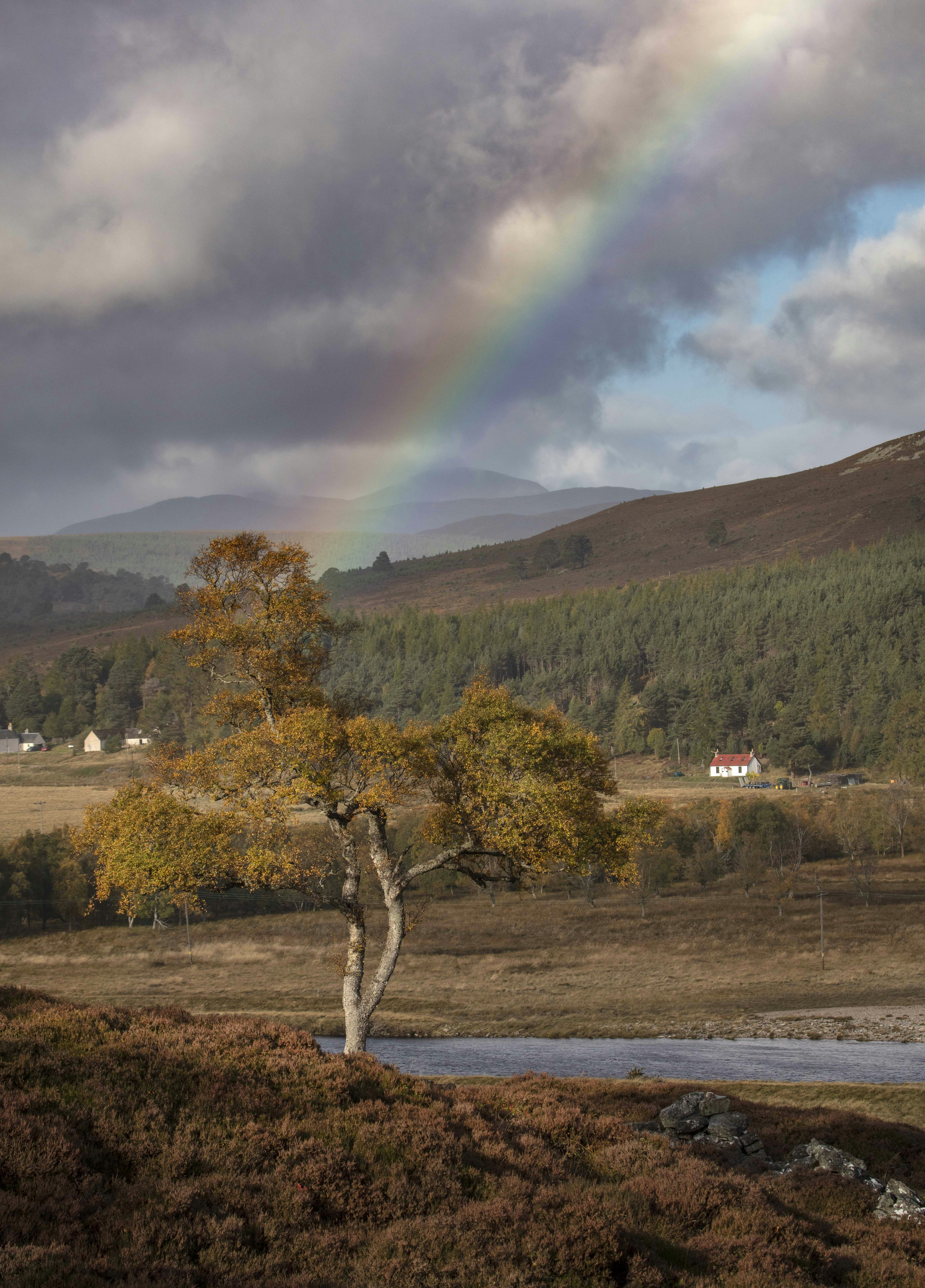 Autumn Tree Beneath a Gentle Arc: A Landscape Framed by a Rainbow