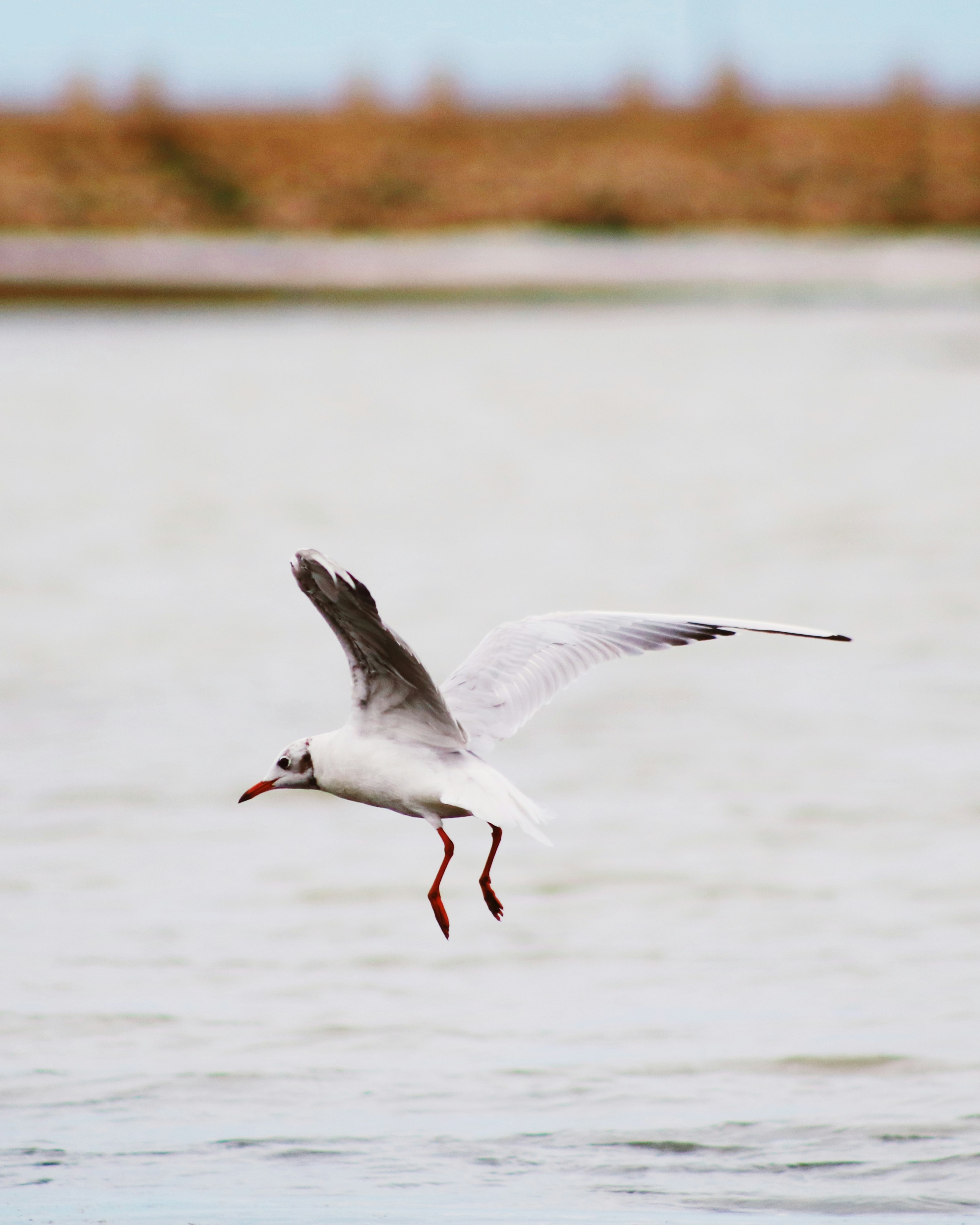 A bird flying over water photo – Free Animal Image on Unsplash