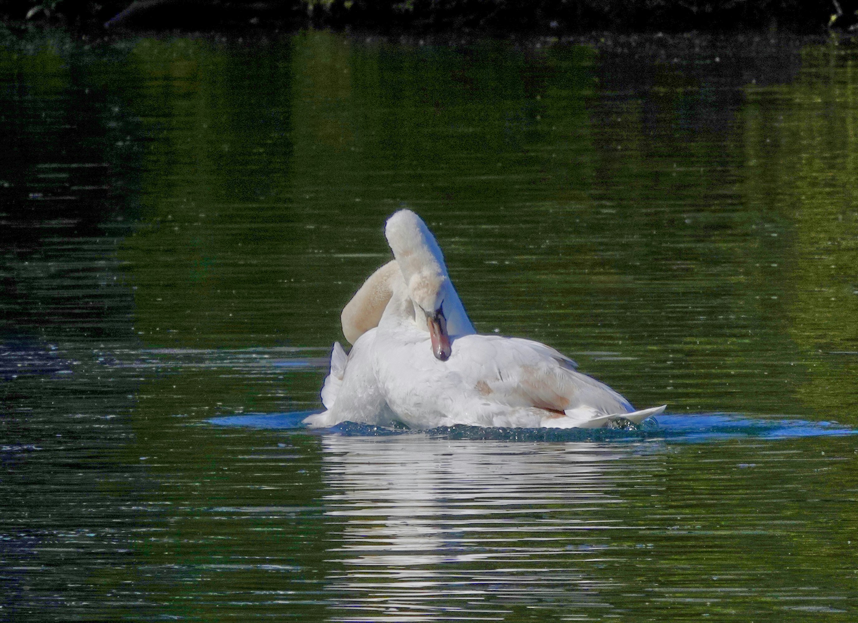 two swans swimming in water
