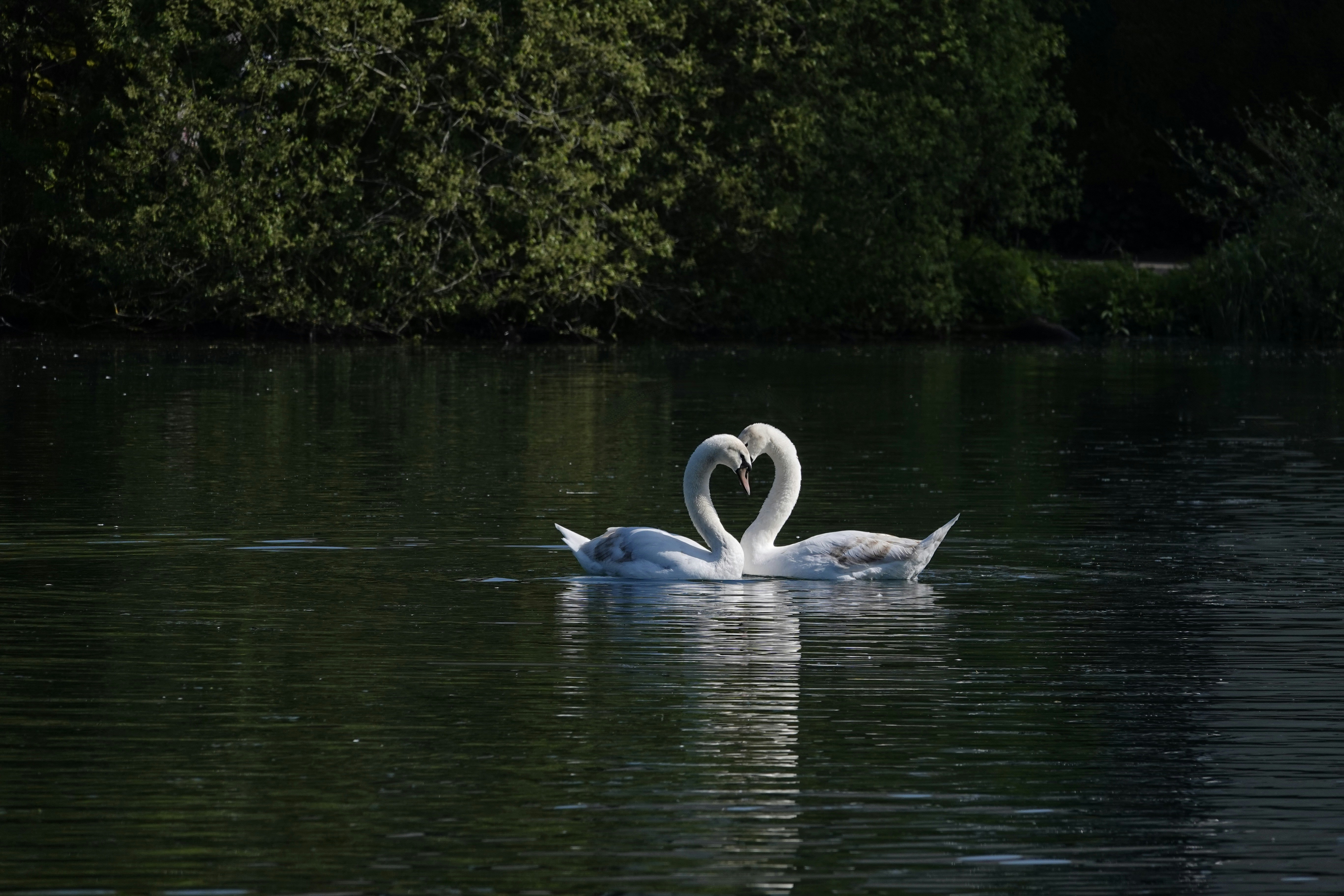 Heart of the Lake: Swans Forming a Silent Arc