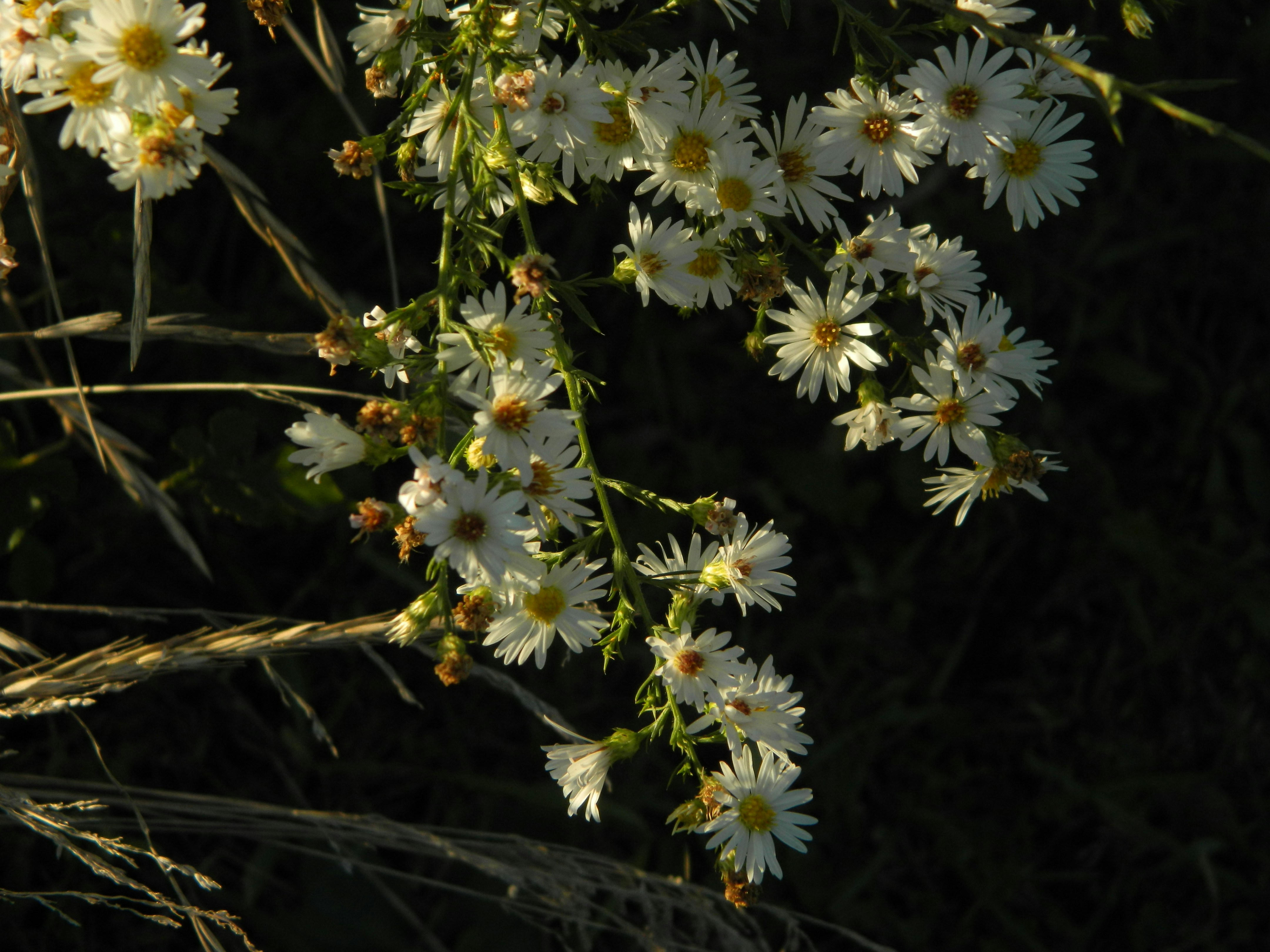 Small Flowering Shrubs Full Sun Pictures | Download Free Images on Unsplash