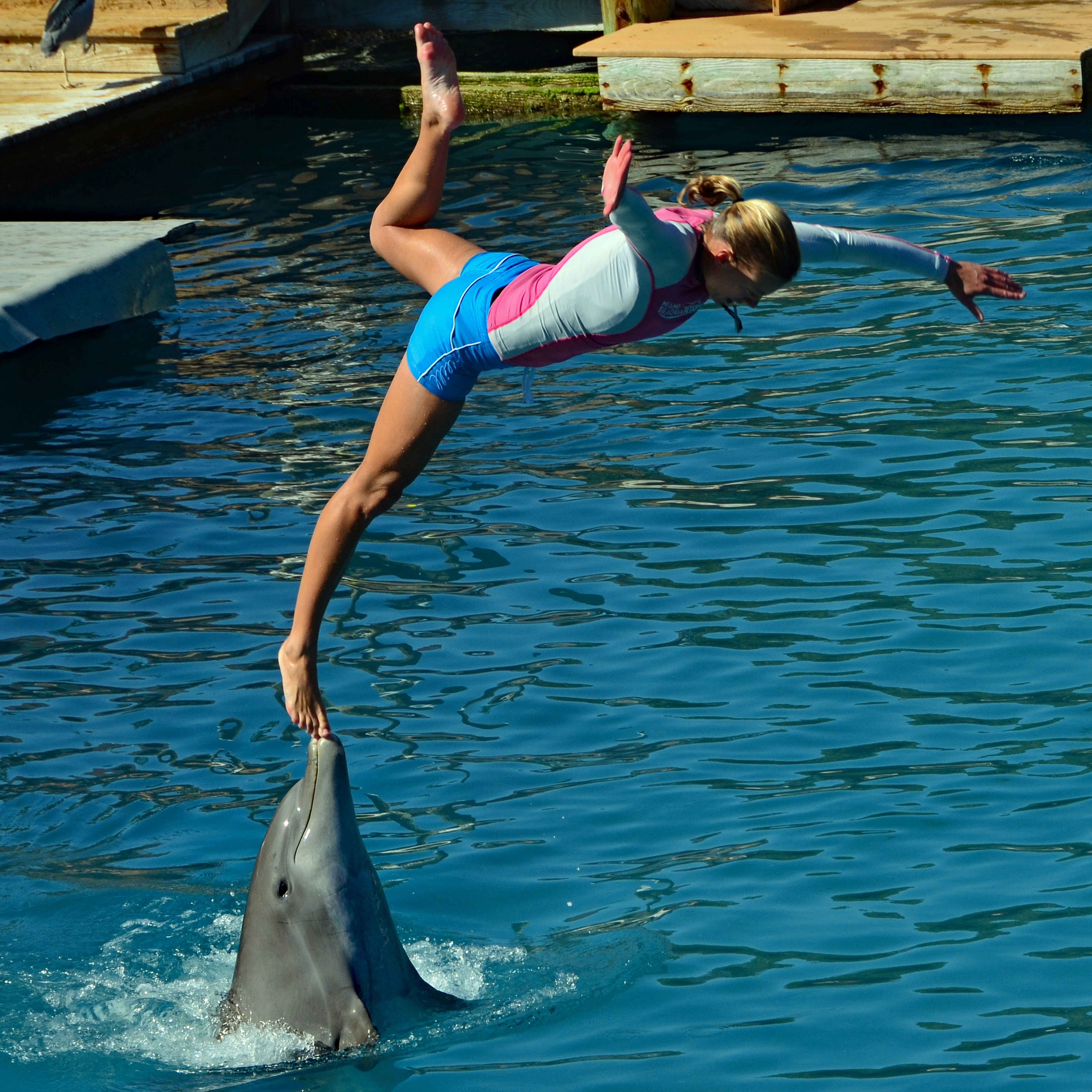 A woman jumping on a dolphin photo – Free Water Image on Unsplash