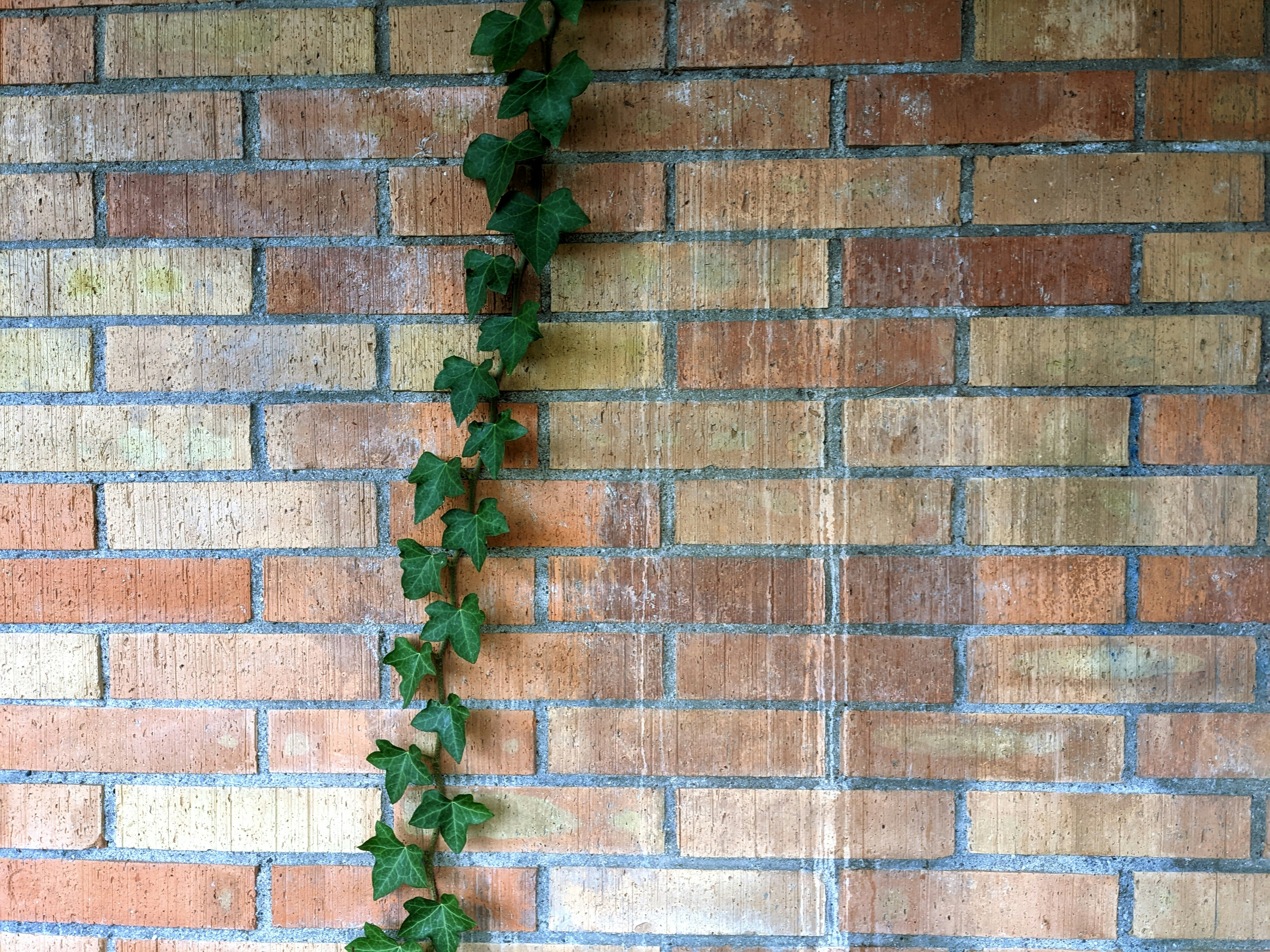 Green ivy cascading down a textured brick wall, showcasing the contrast between nature and architecture.