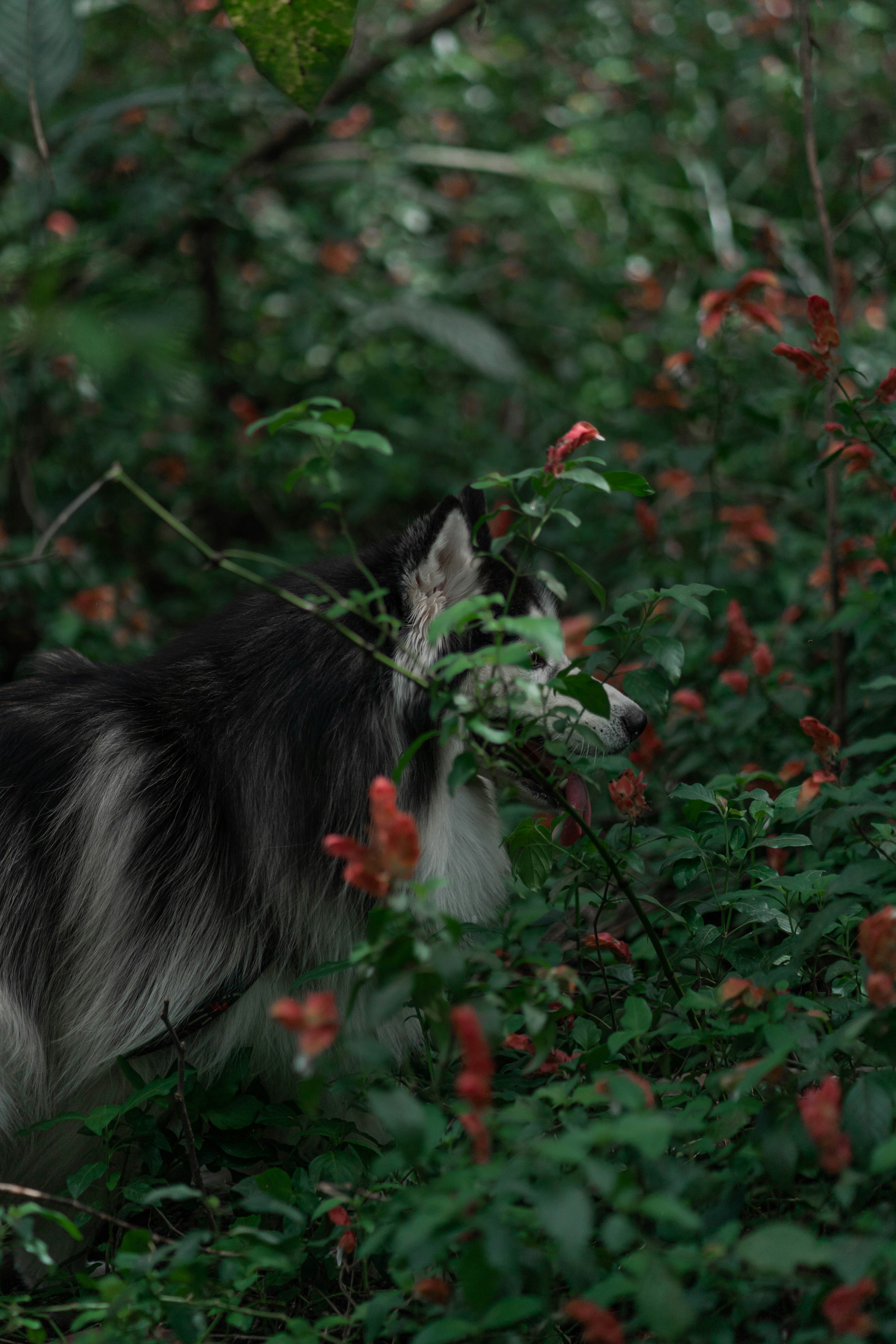 a cat eating a berry