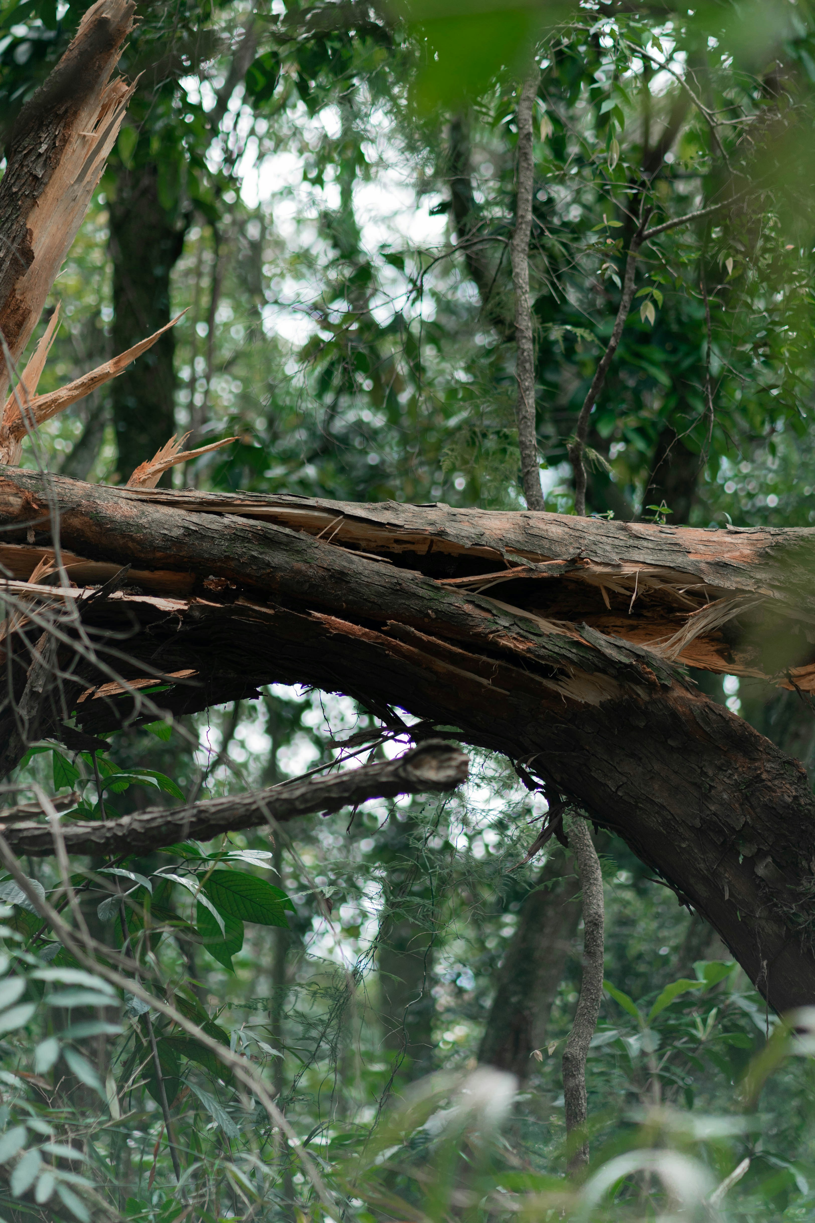 A tree branch with many branches photo – Free Animal Image on Unsplash