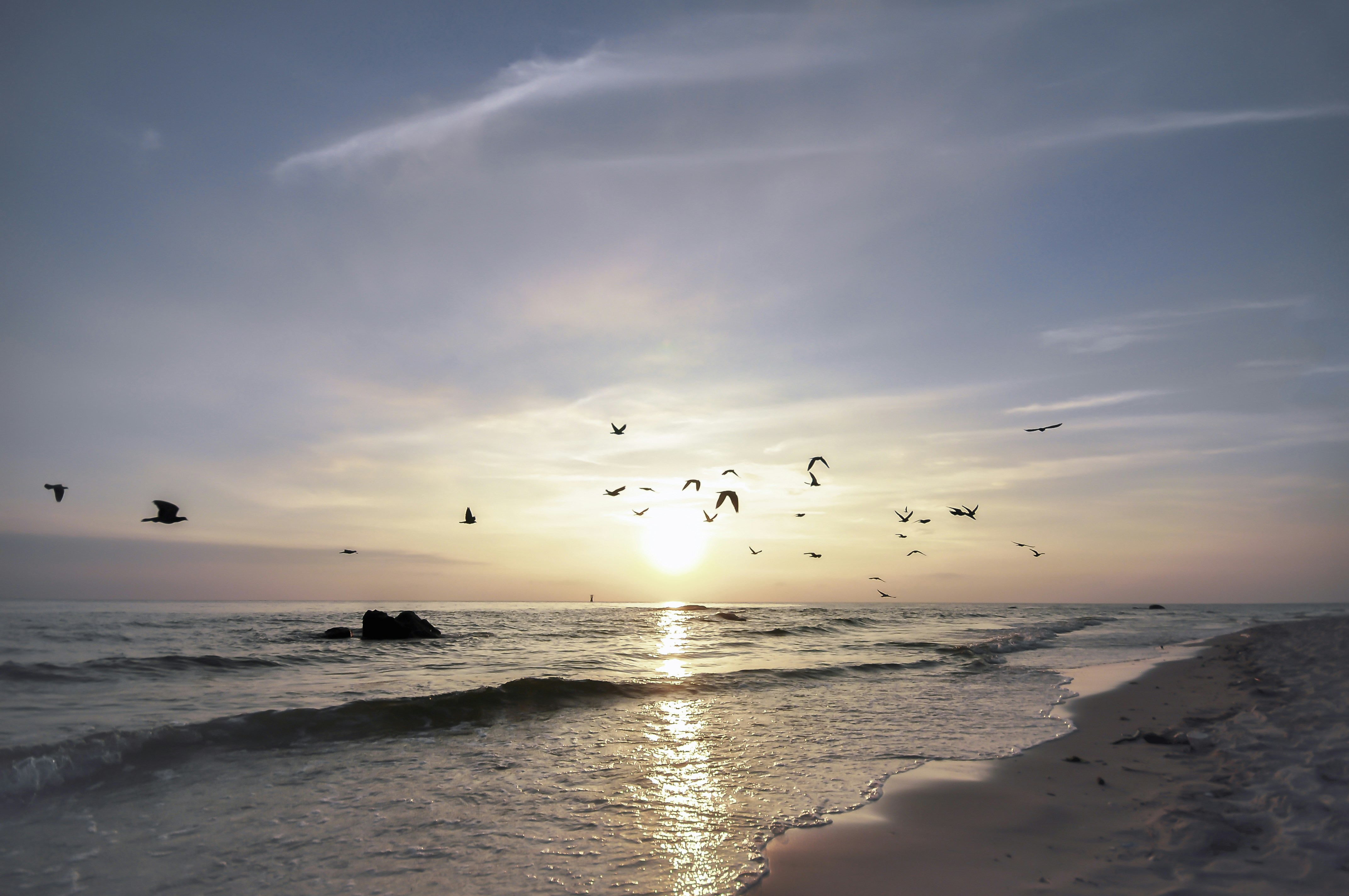 Horizon Choir at Dusk: Seabirds Over Quiet Waves