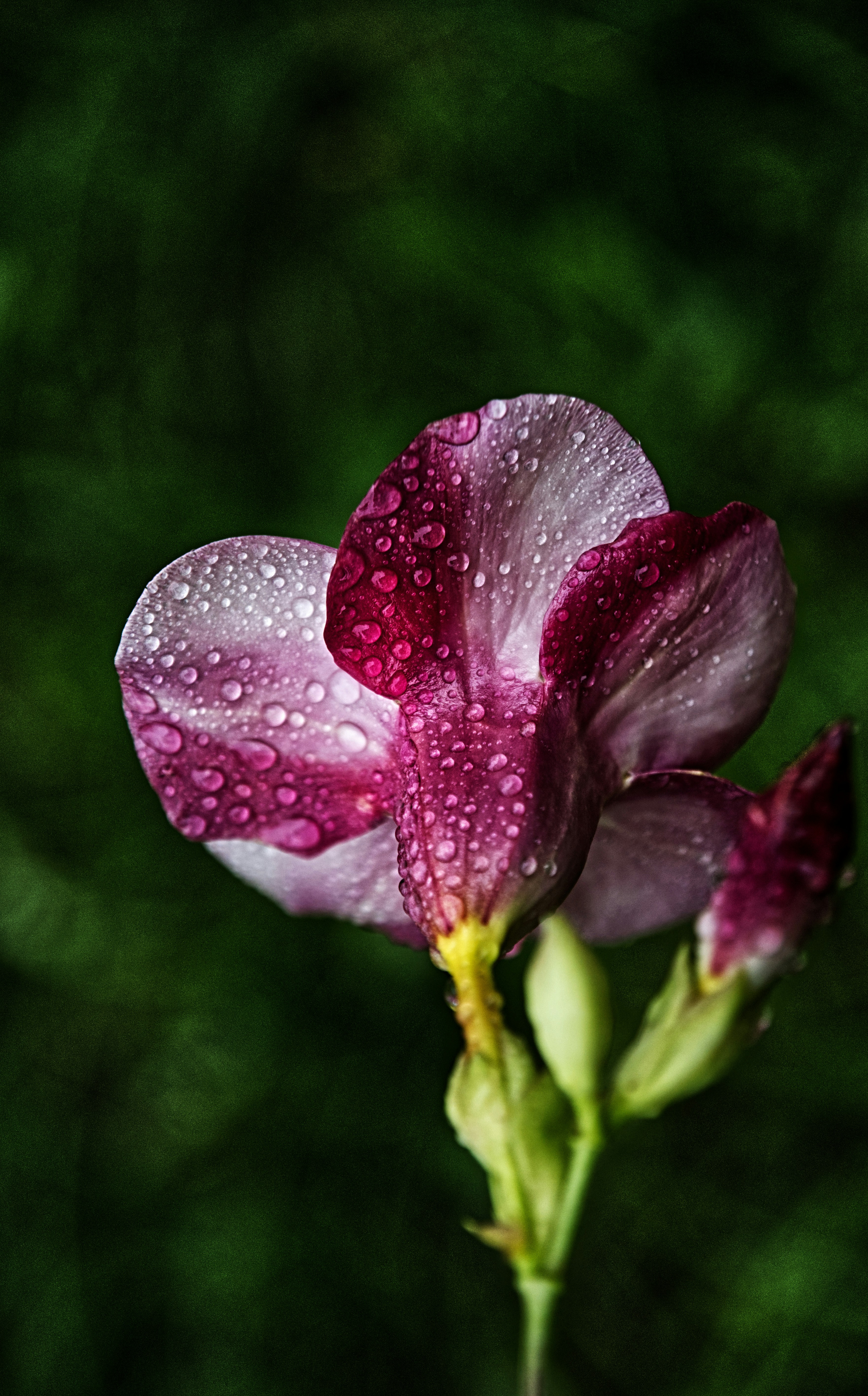 Dew-kissed Iris: A Close-up Portrait of Velvet Petals