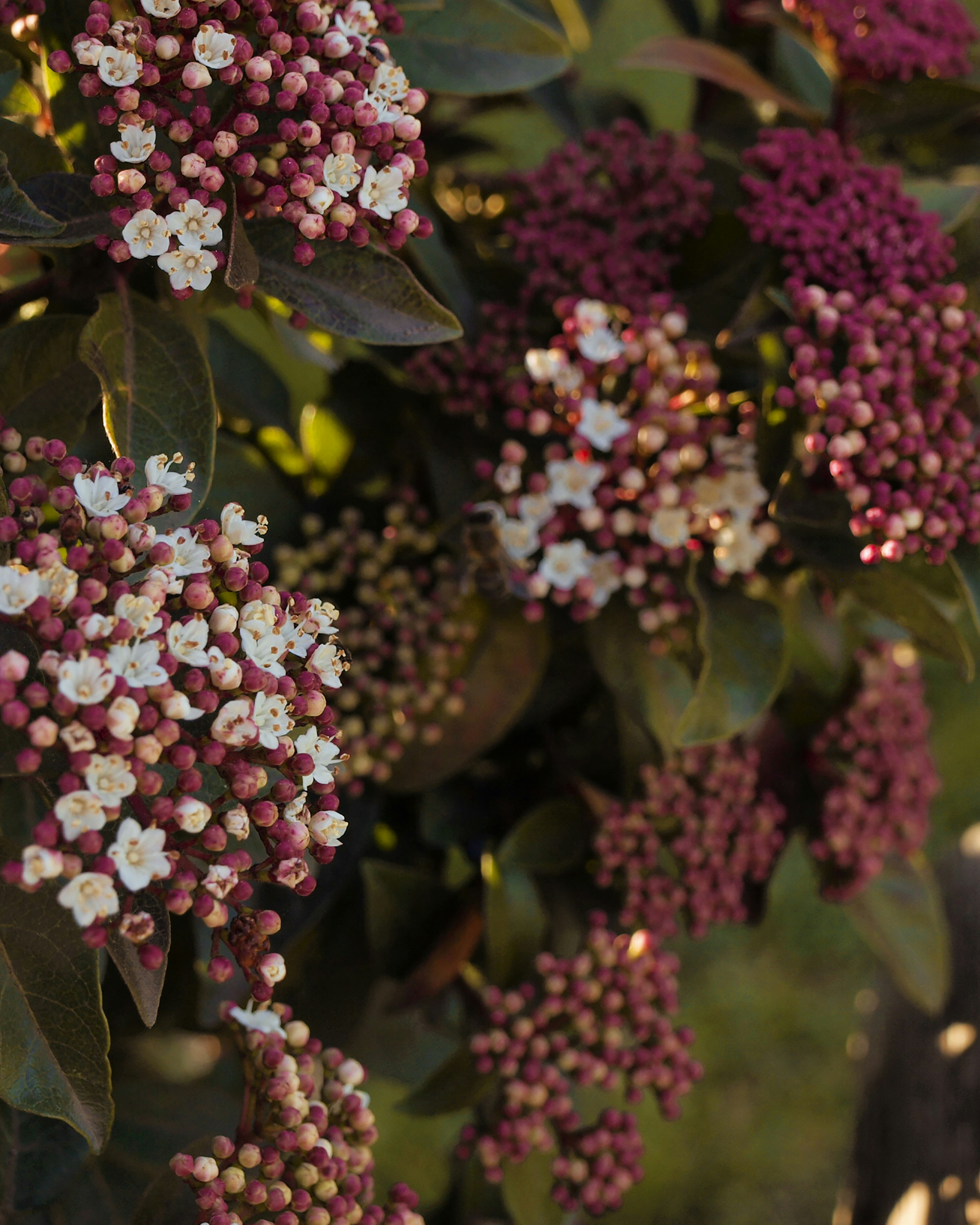 Close-up photograph of pink and white hydrangea blossoms with dark green leaves, set against a softly blurred background.