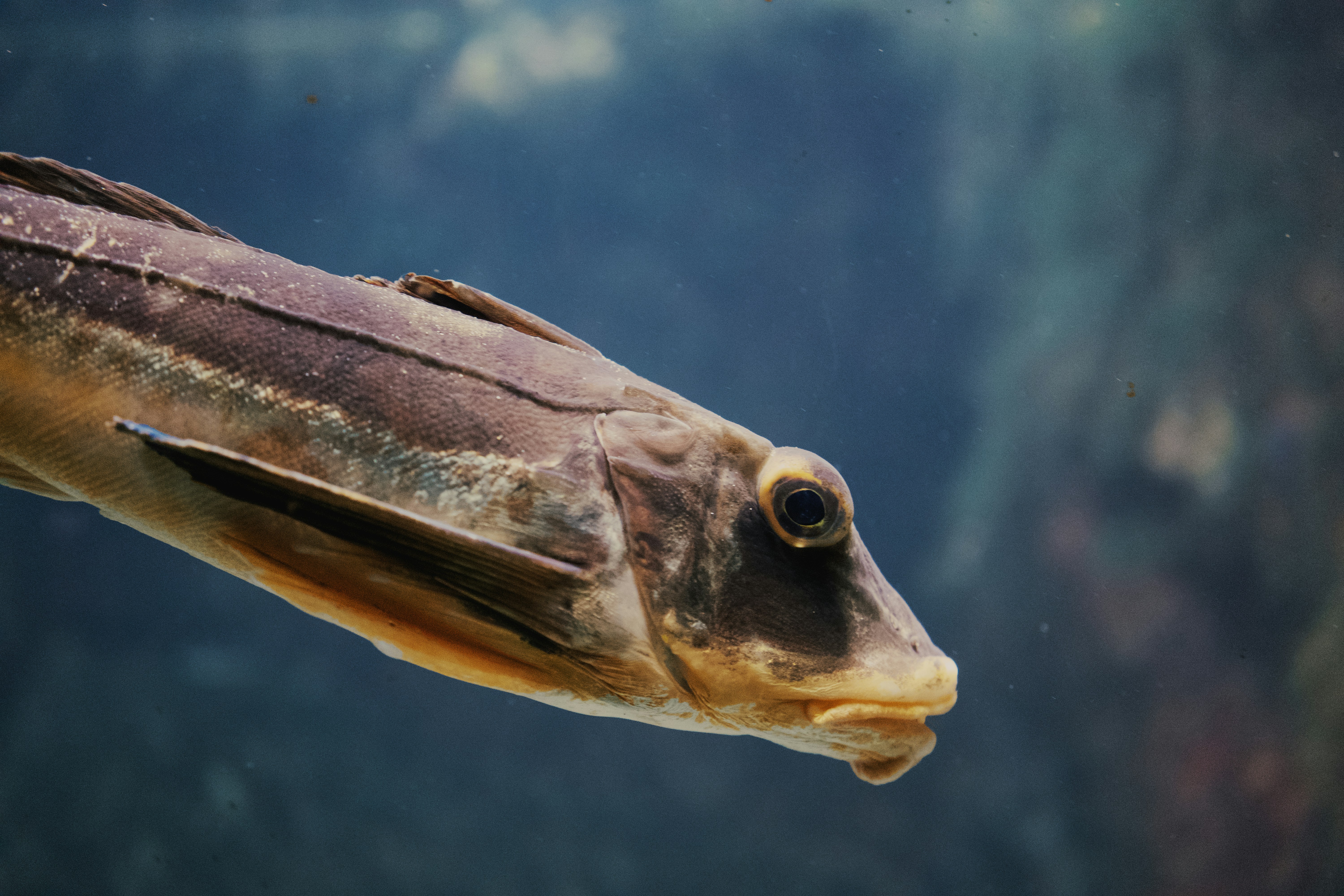 Un poisson à longue queue photo – Photo Trégastel Gratuite sur Unsplash