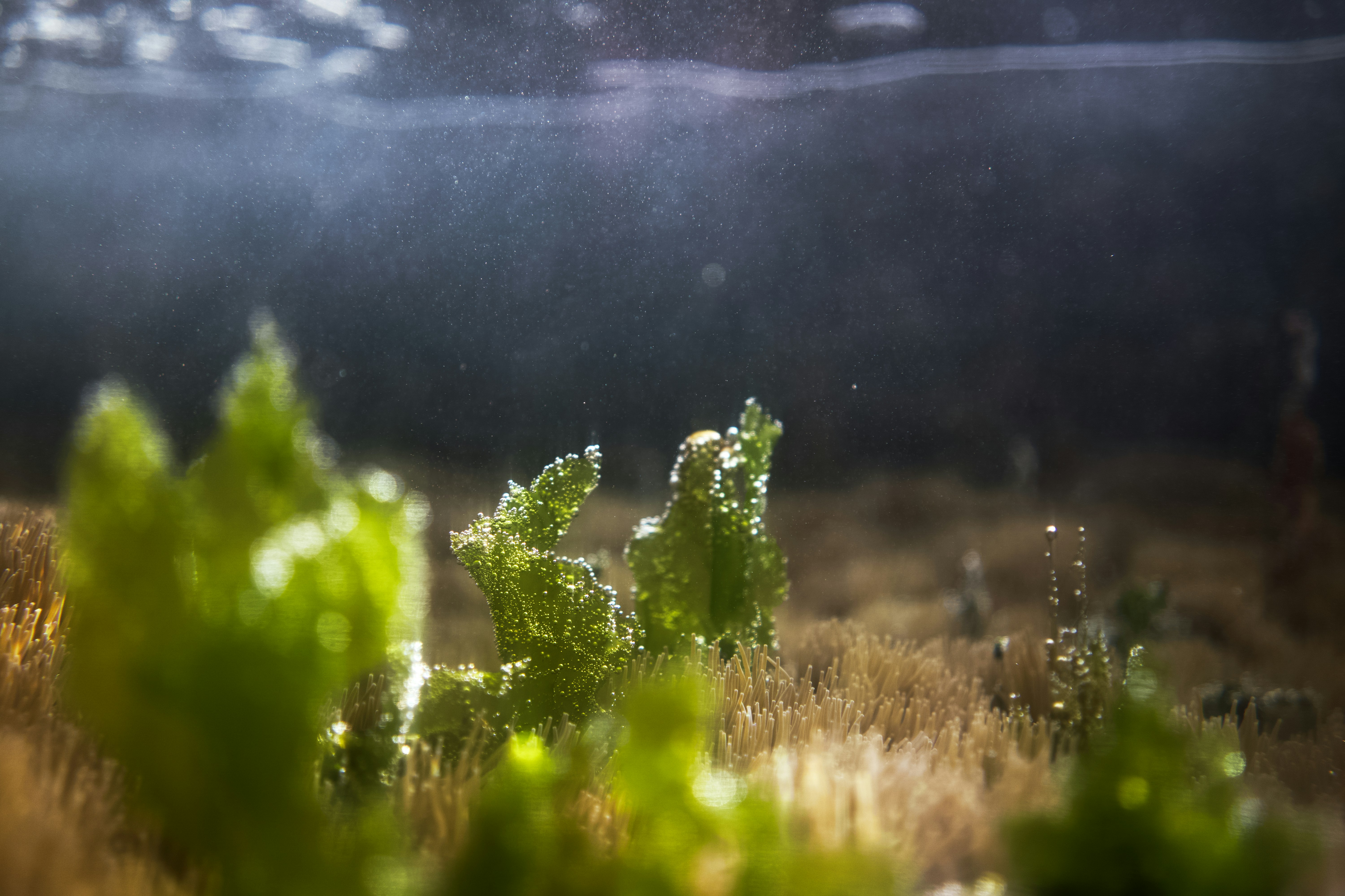 Emerald Micro-Forest Drifting Under Aquarium Light