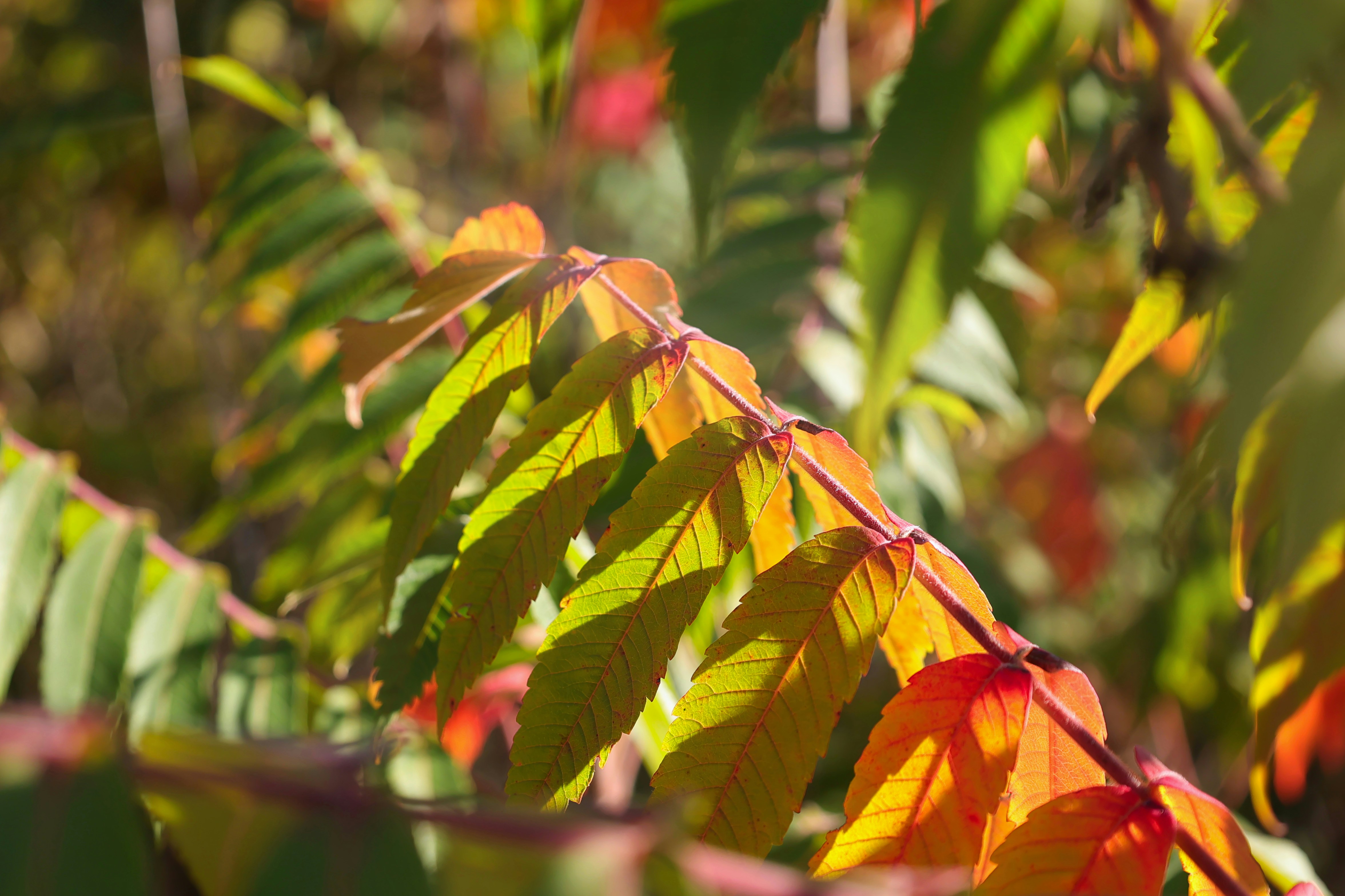 Autumnal Foliage in Soft Focus Sunlight