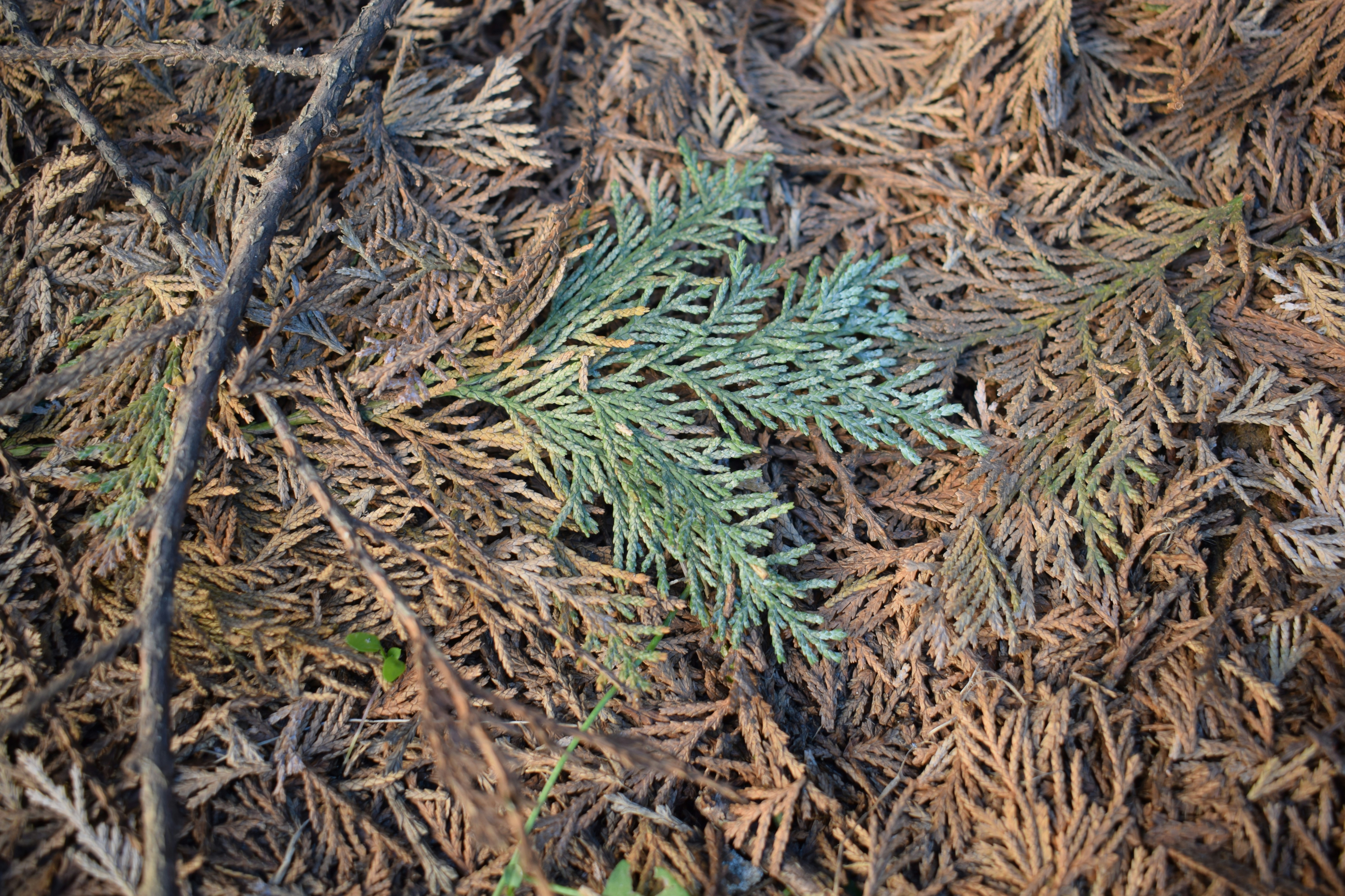 Ferns Beneath a Layered Bed of Fallen Needles
