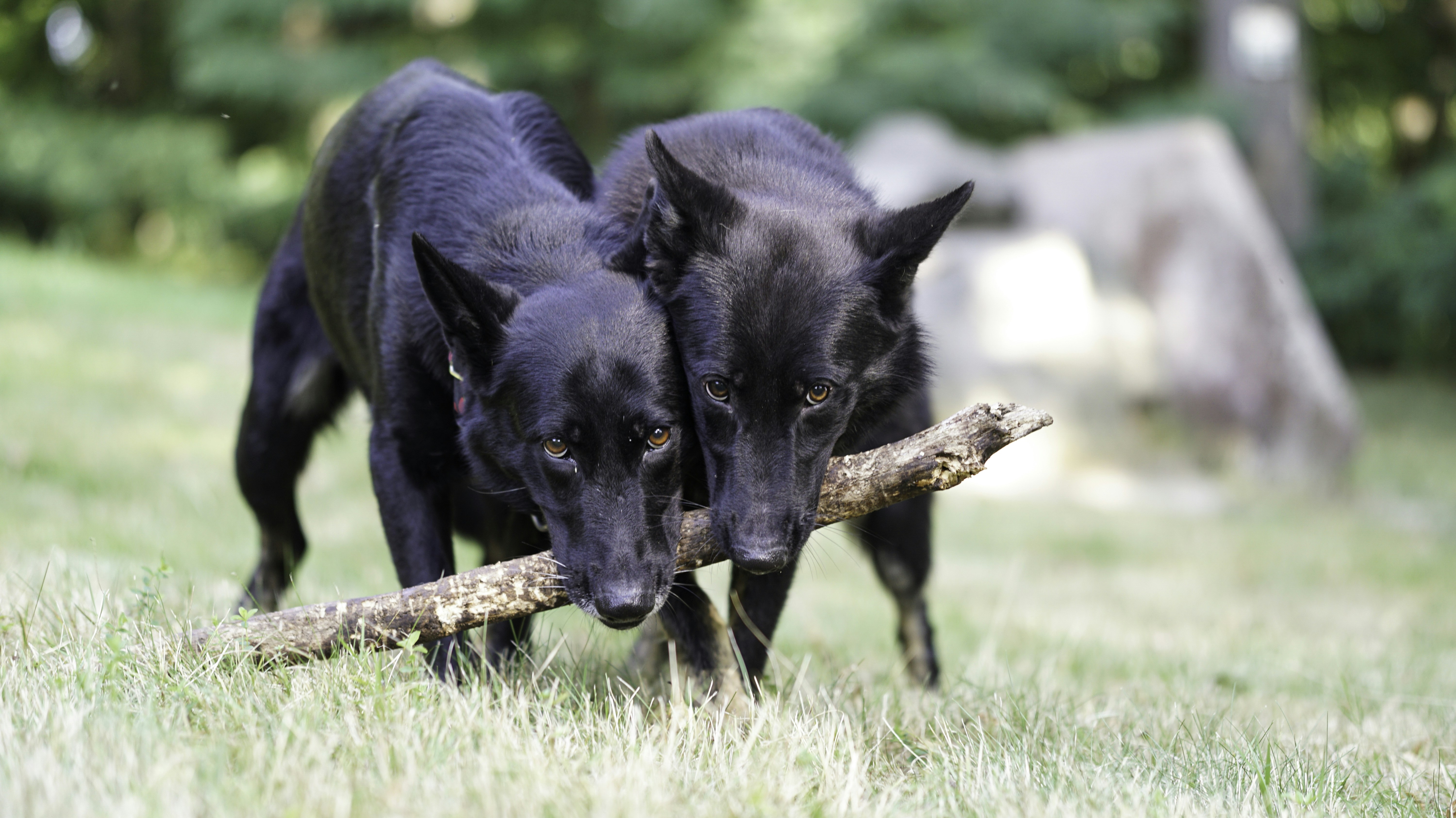 A group of black dogs photo – Free Dog Image on Unsplash